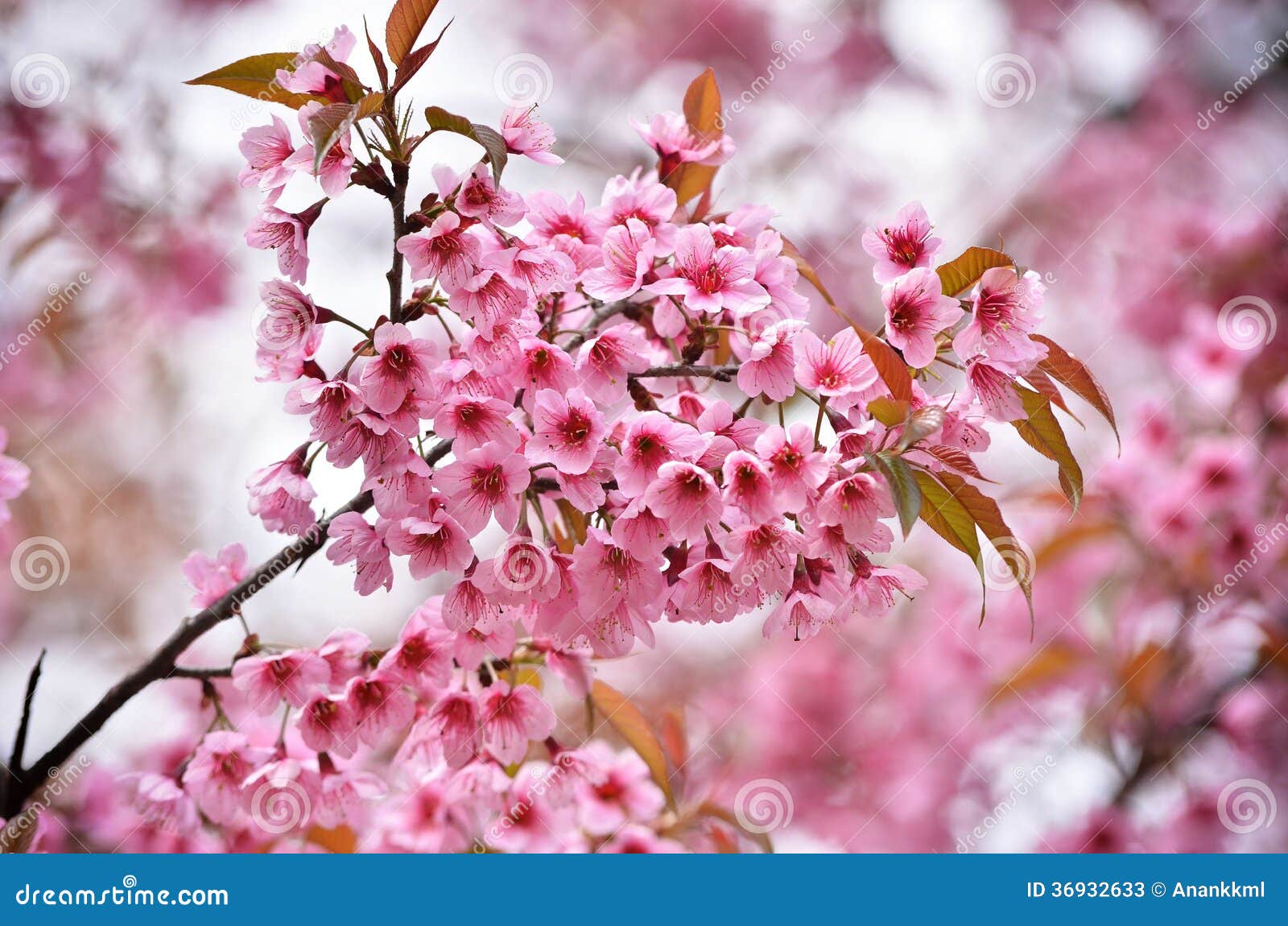 Wild Himalayan Cherry Flower Stock Image - Image of blossom, nature ...