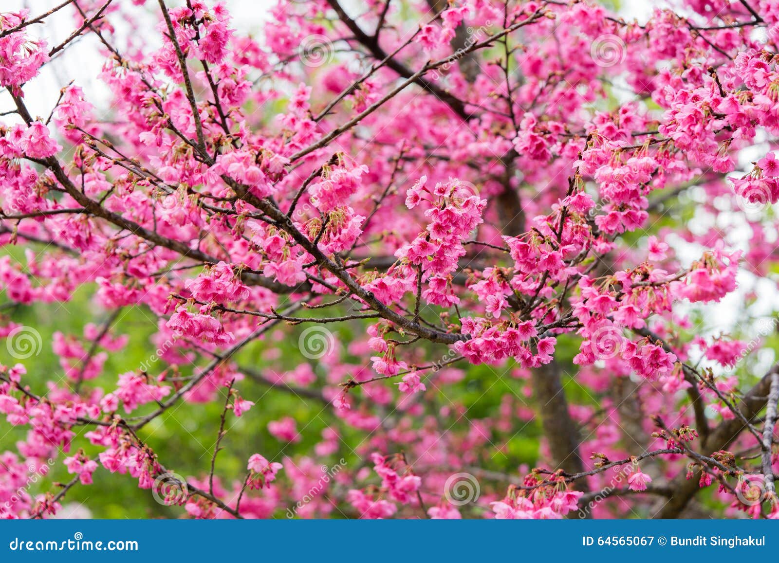 Wild Himalayan Cherry Flower Stock Image - Image of blossom, garden ...