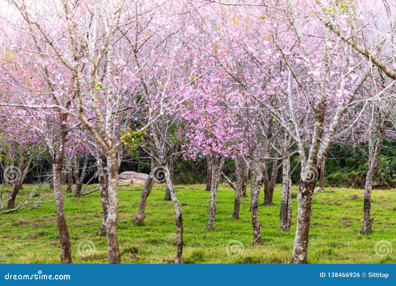 Wild Himalayan Cherry Thailand Stock Photo - Image of color, beautiful ...