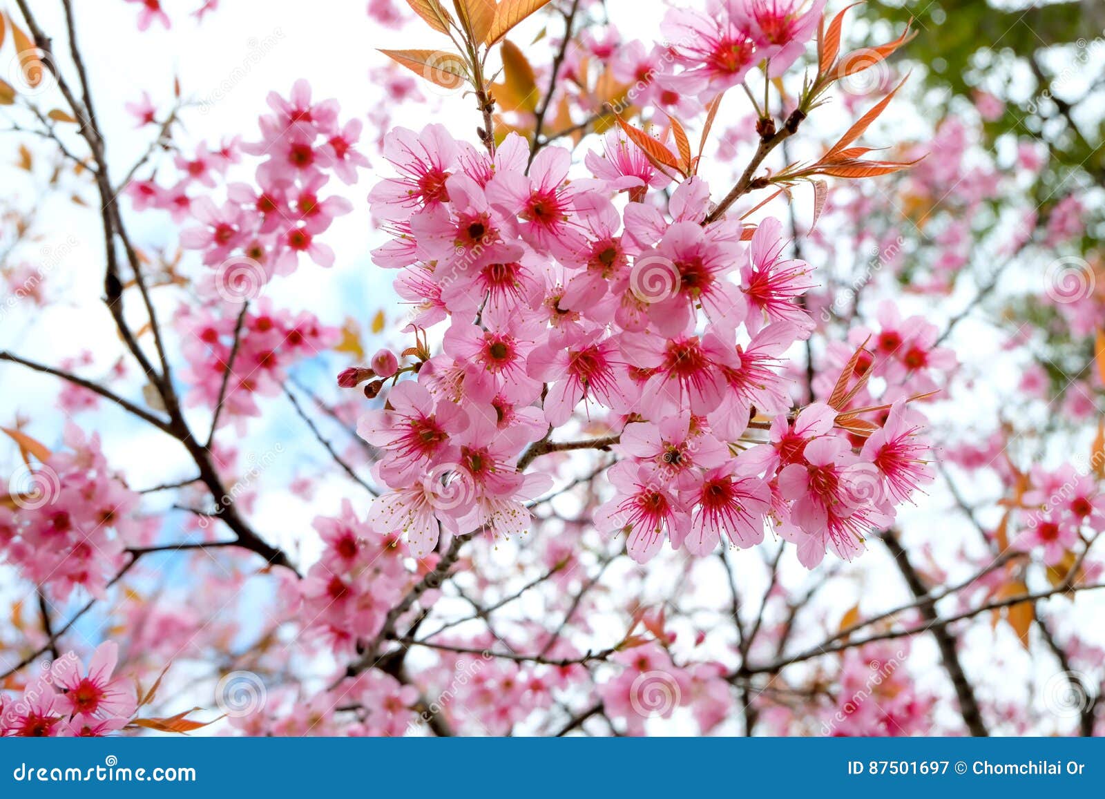 Wild Himalayan Cherry.Thailand Stock Image - Image of thai, season ...