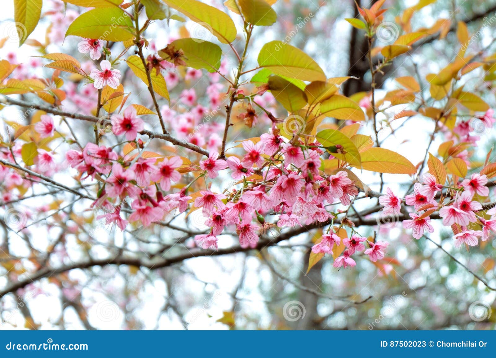 Wild Himalayan Cherry.Thailand Stock Image - Image of colorful, garden ...