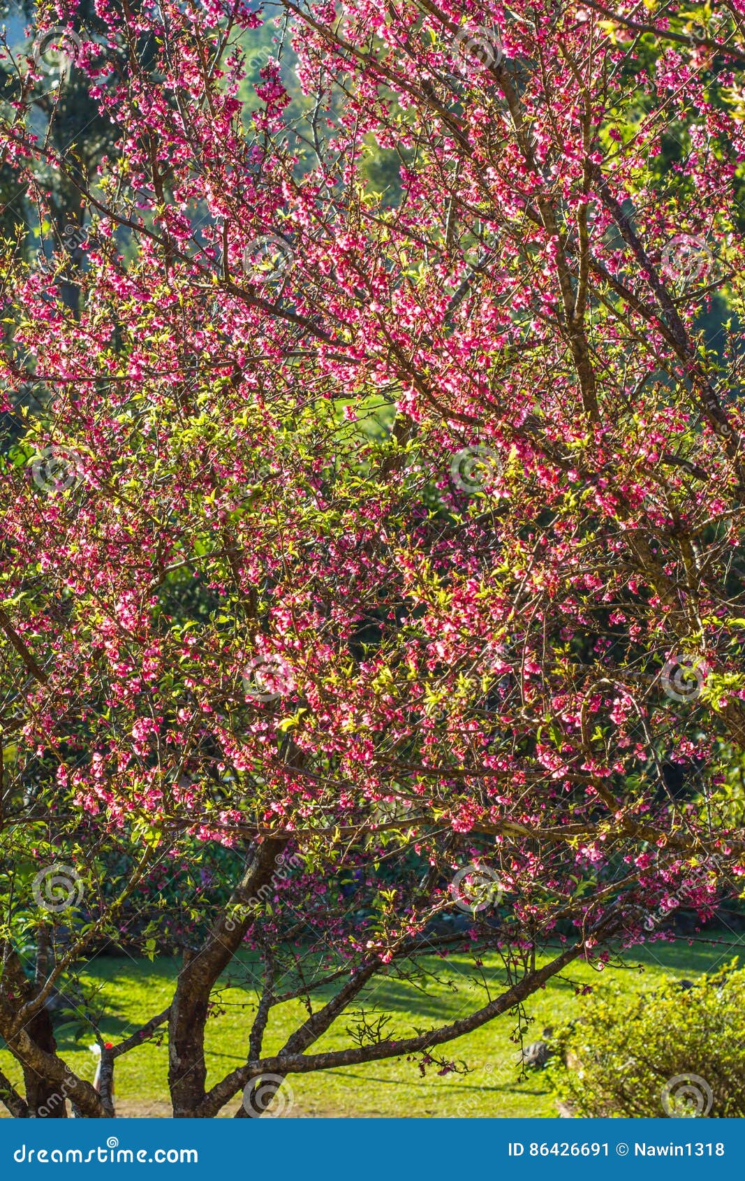 Wild Himalayan Cherry Tree. Stock Image - Image of plant, bloom: 86426691