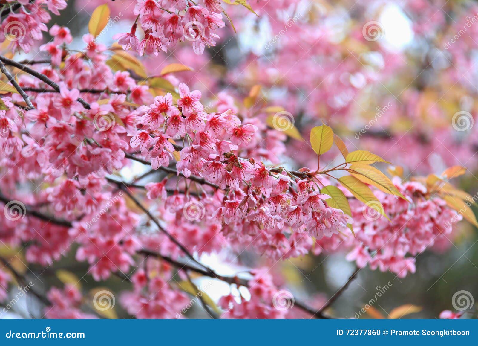 Wild Himalayan Cherry stock photo. Image of color, pink - 72377860