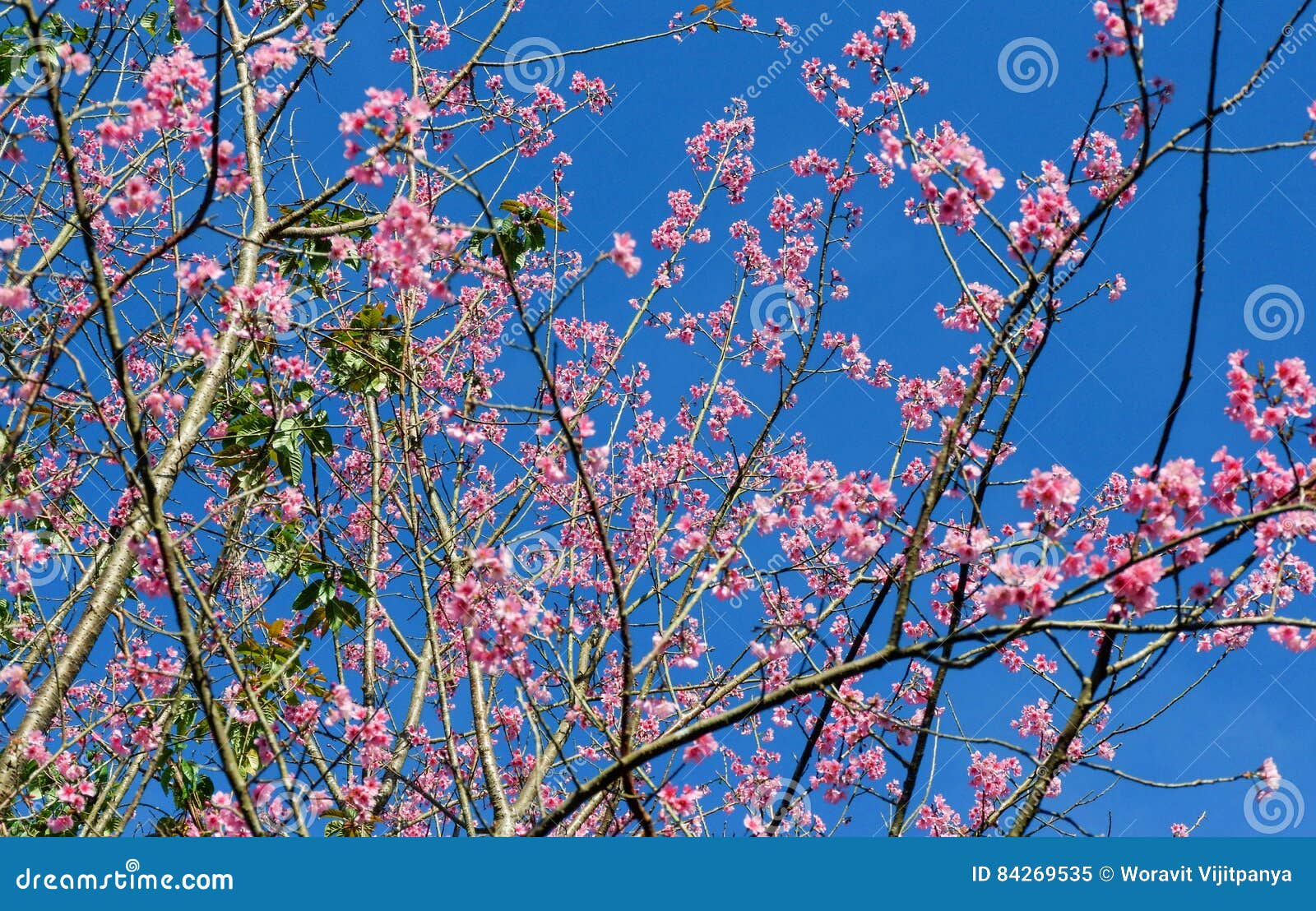 Wild Himalayan Cherry tree stock image. Image of color - 84269535