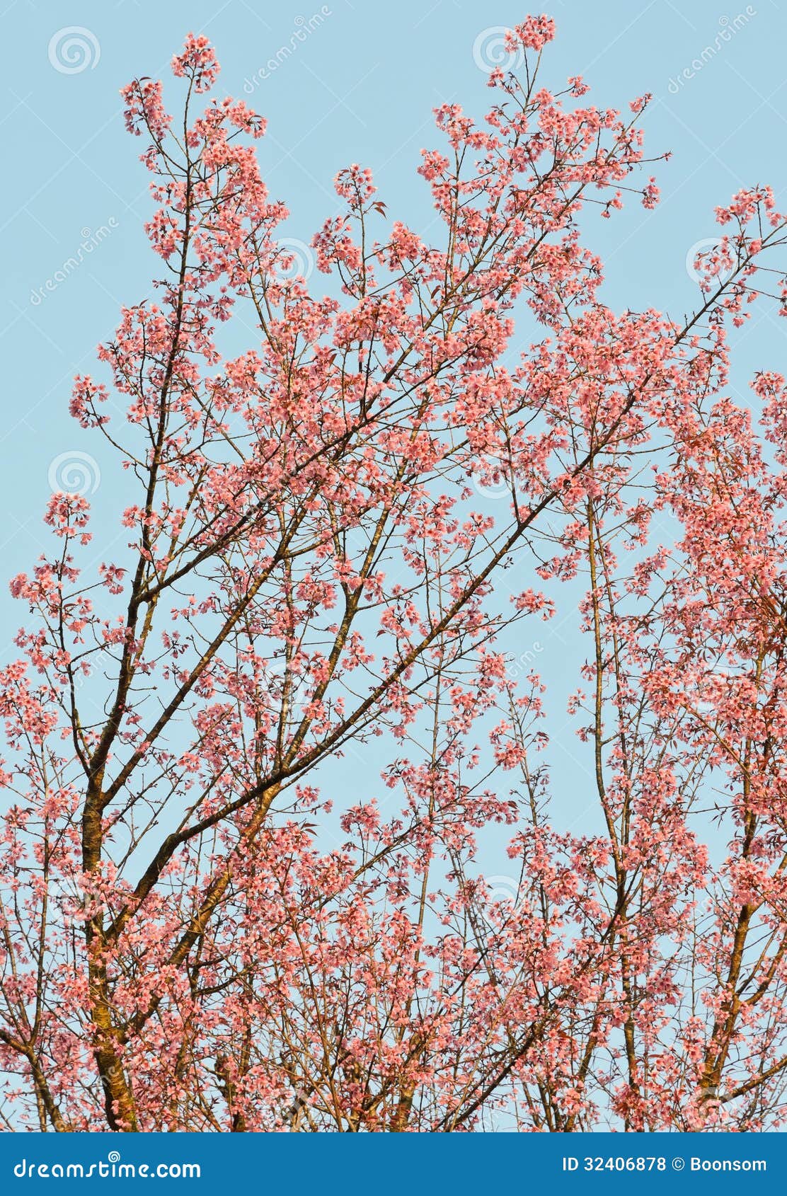 Wild Himalayan cherry tree stock photo. Image of tree - 32406878