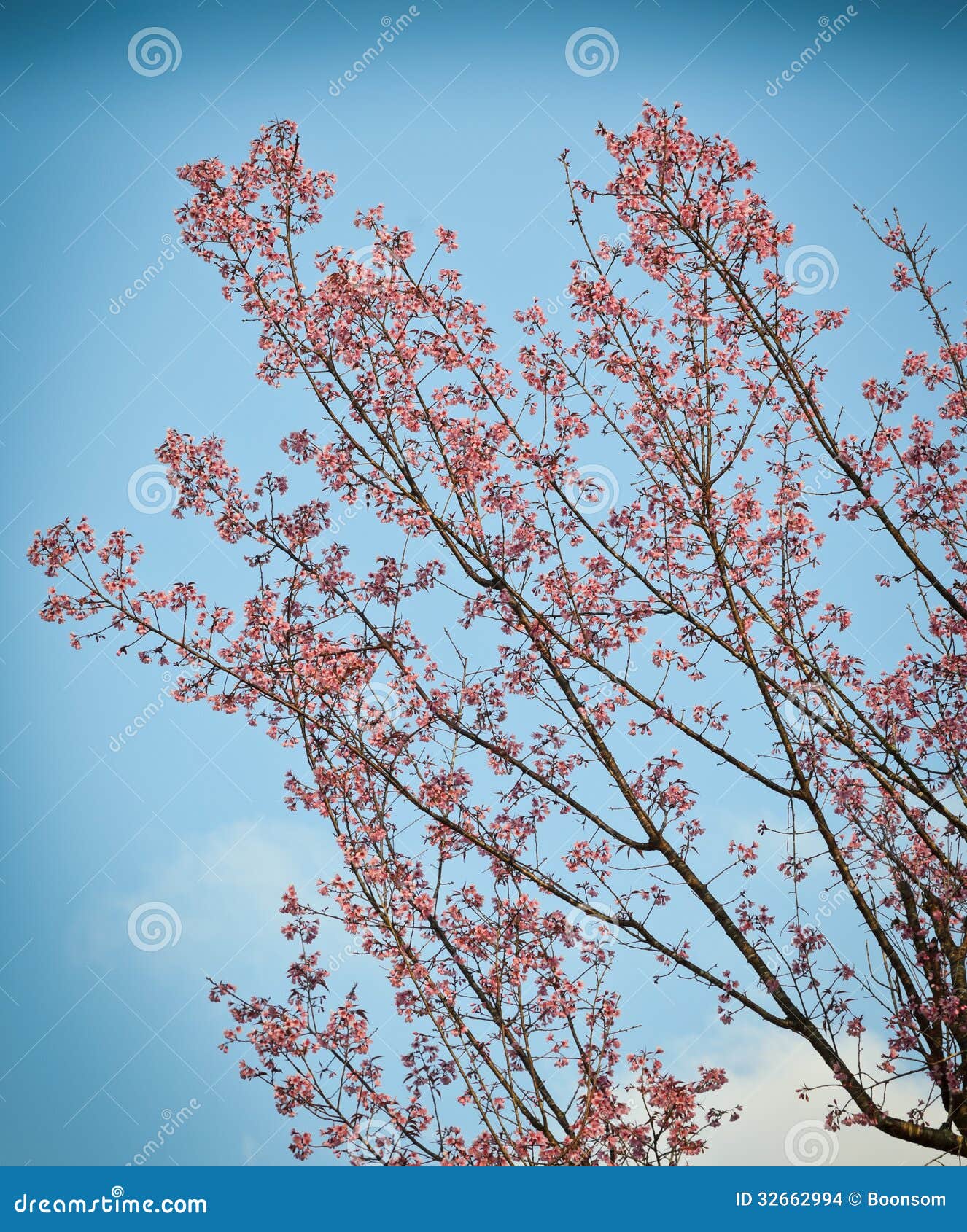 Wild Himalayan cherry tree stock photo. Image of prunus - 32662994