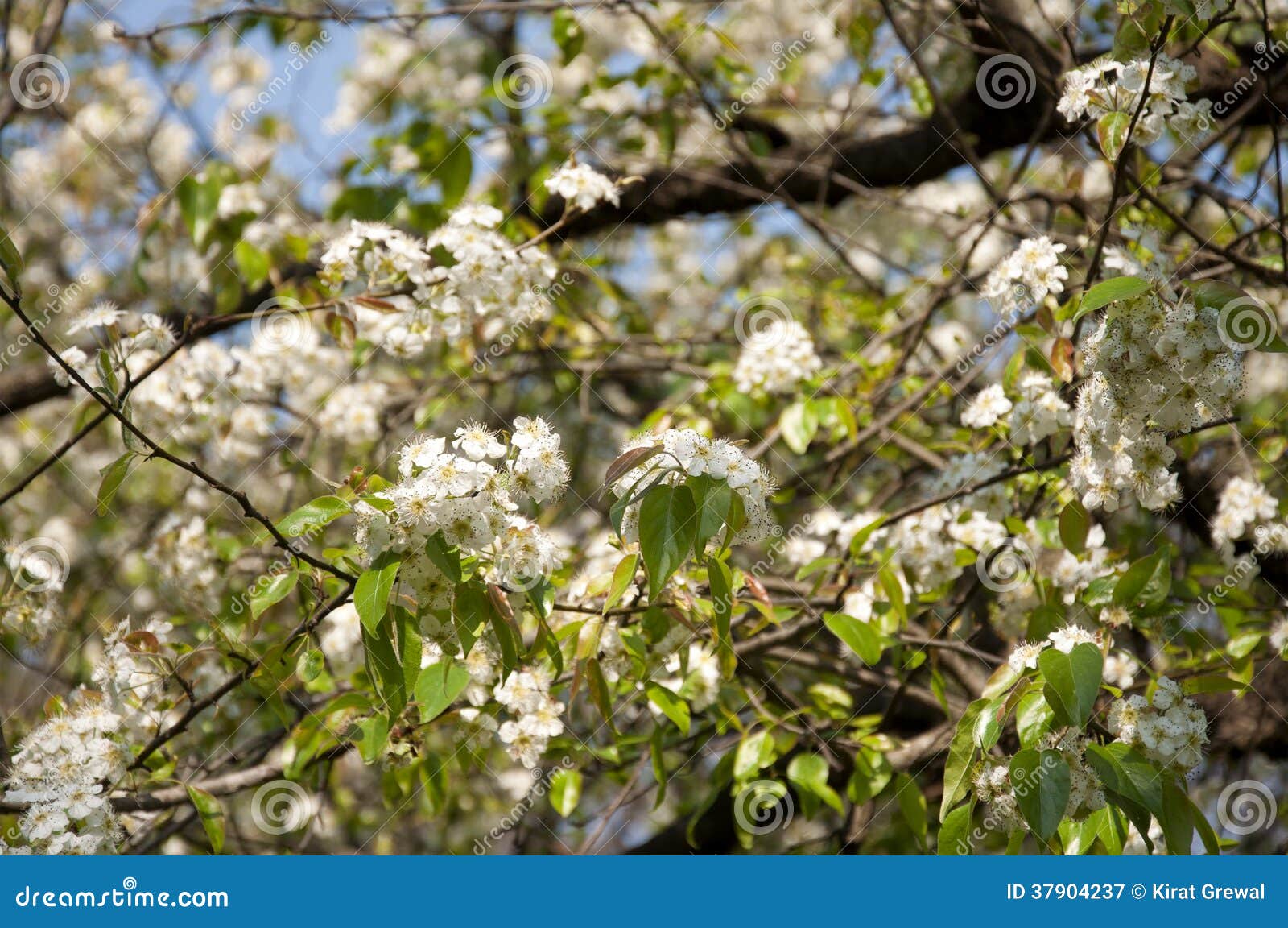 The Wild Himalayan Pear in Bloom Stock Image - Image of india ...