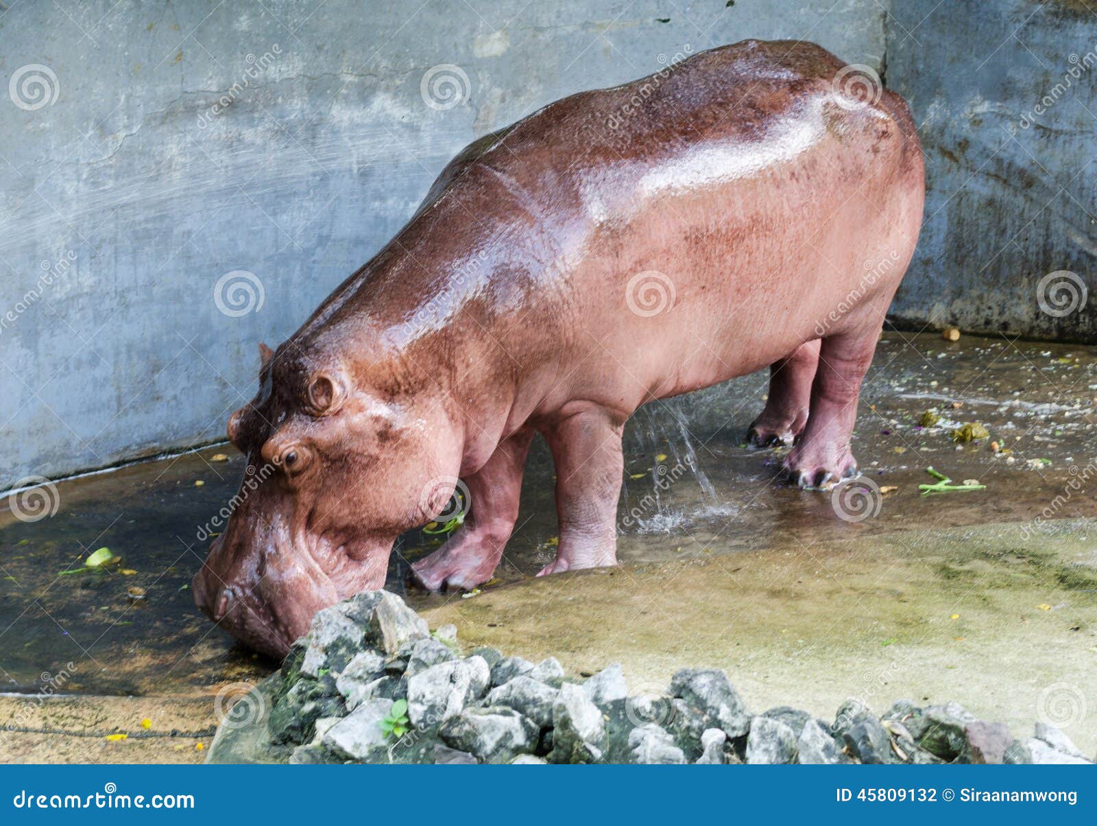 Wild Hippopotamus Take a Shower Stock Photo - Image of nature, close ...