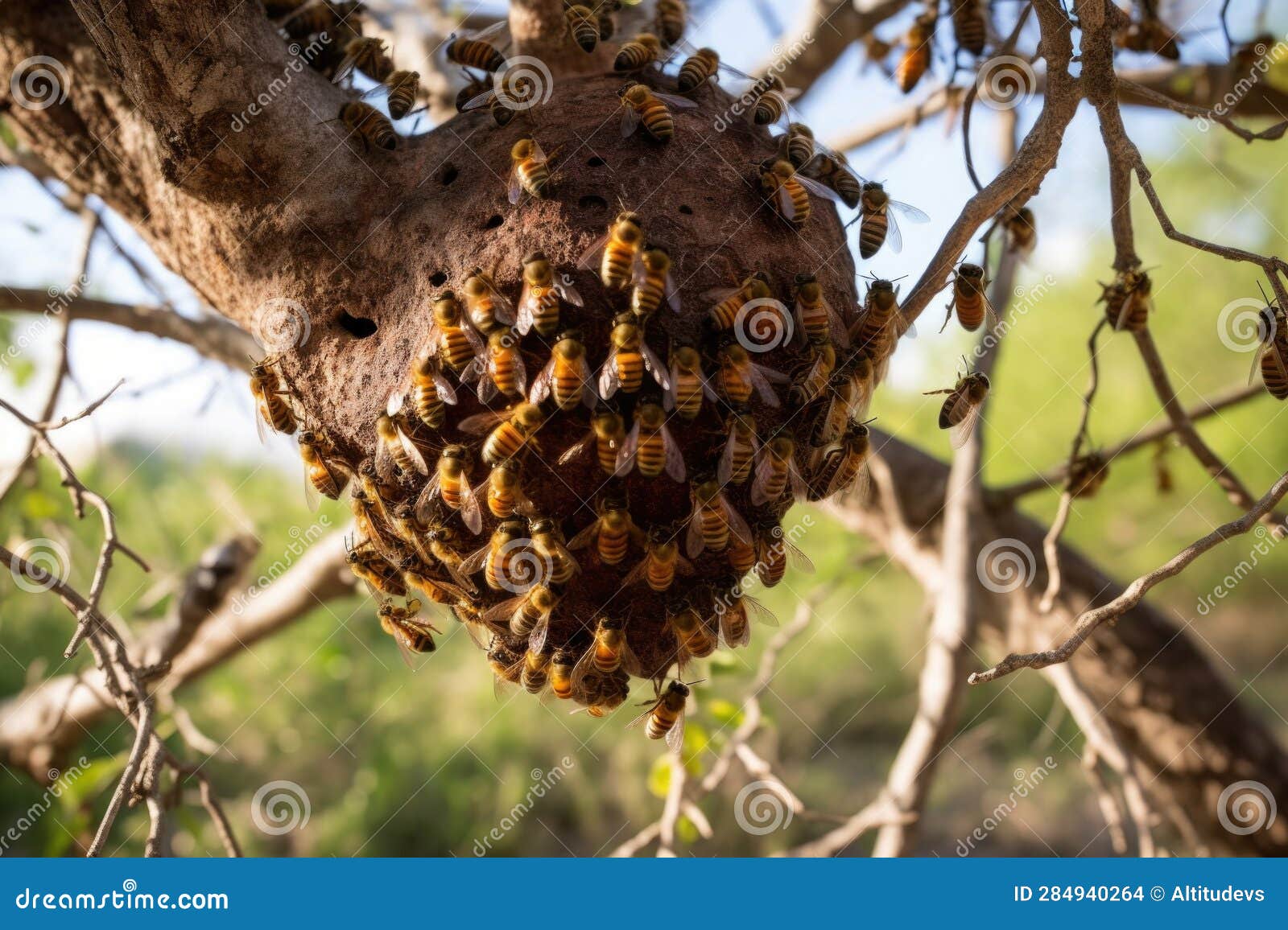 Wild Hive Hanging from Tree Branch with Bees Stock Photo - Image of ...