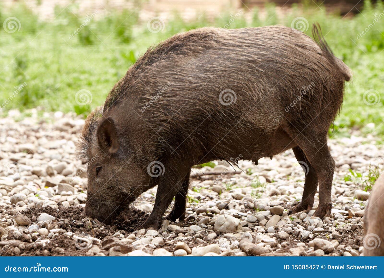 Wild hog stock image. Image of danger, animals, scene - 15085427