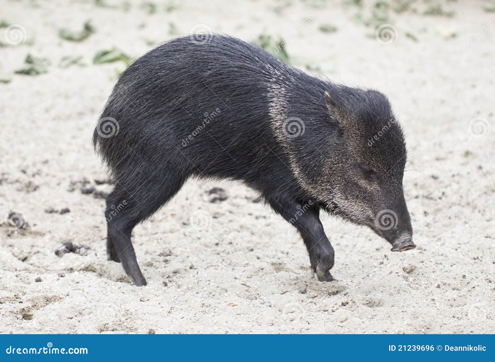 Wild hog stock photo. Image of small, wild, boar, captivity - 21239696