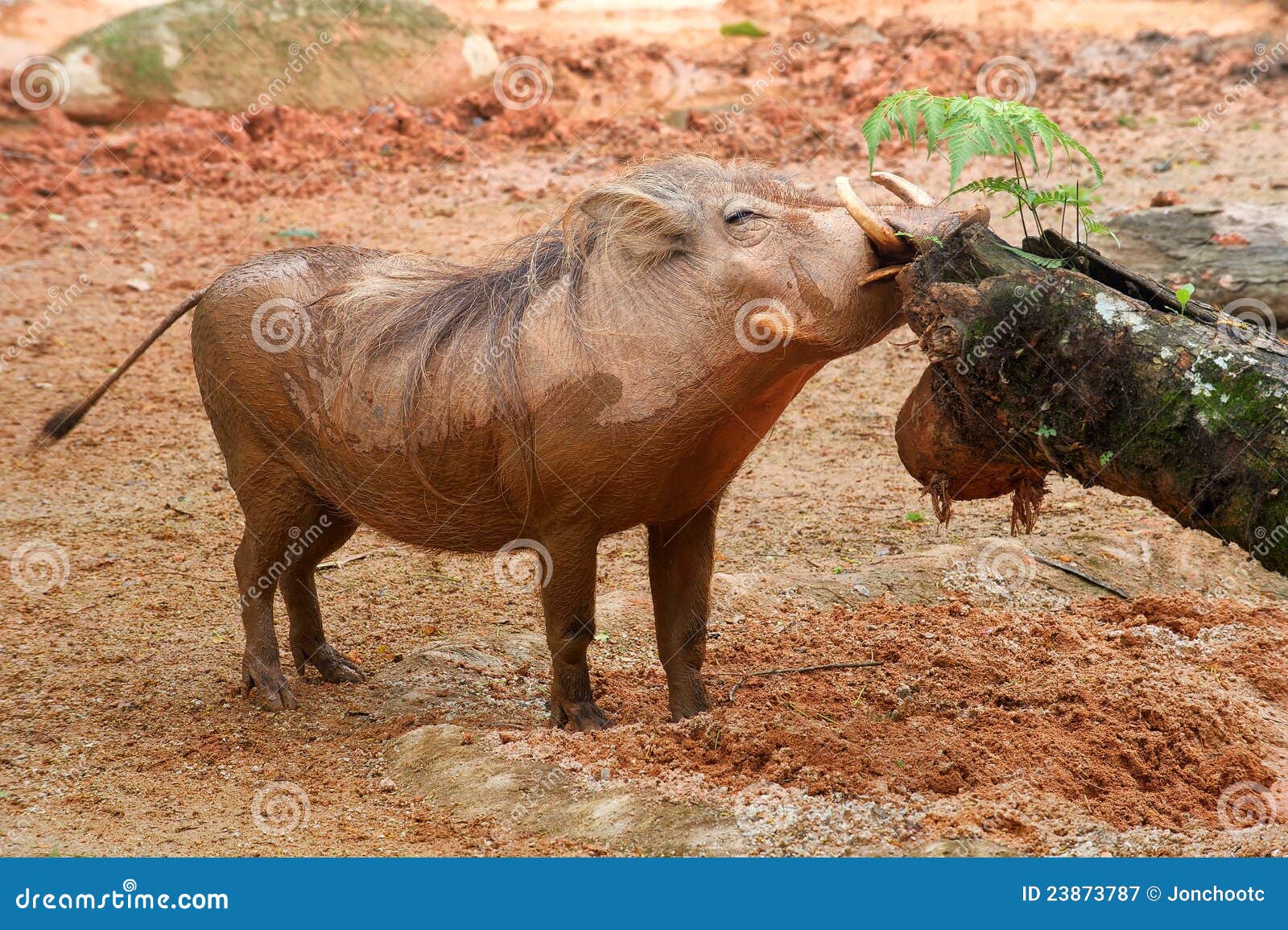 Wild hog stock image. Image of garden, zoological, livestock - 23873787