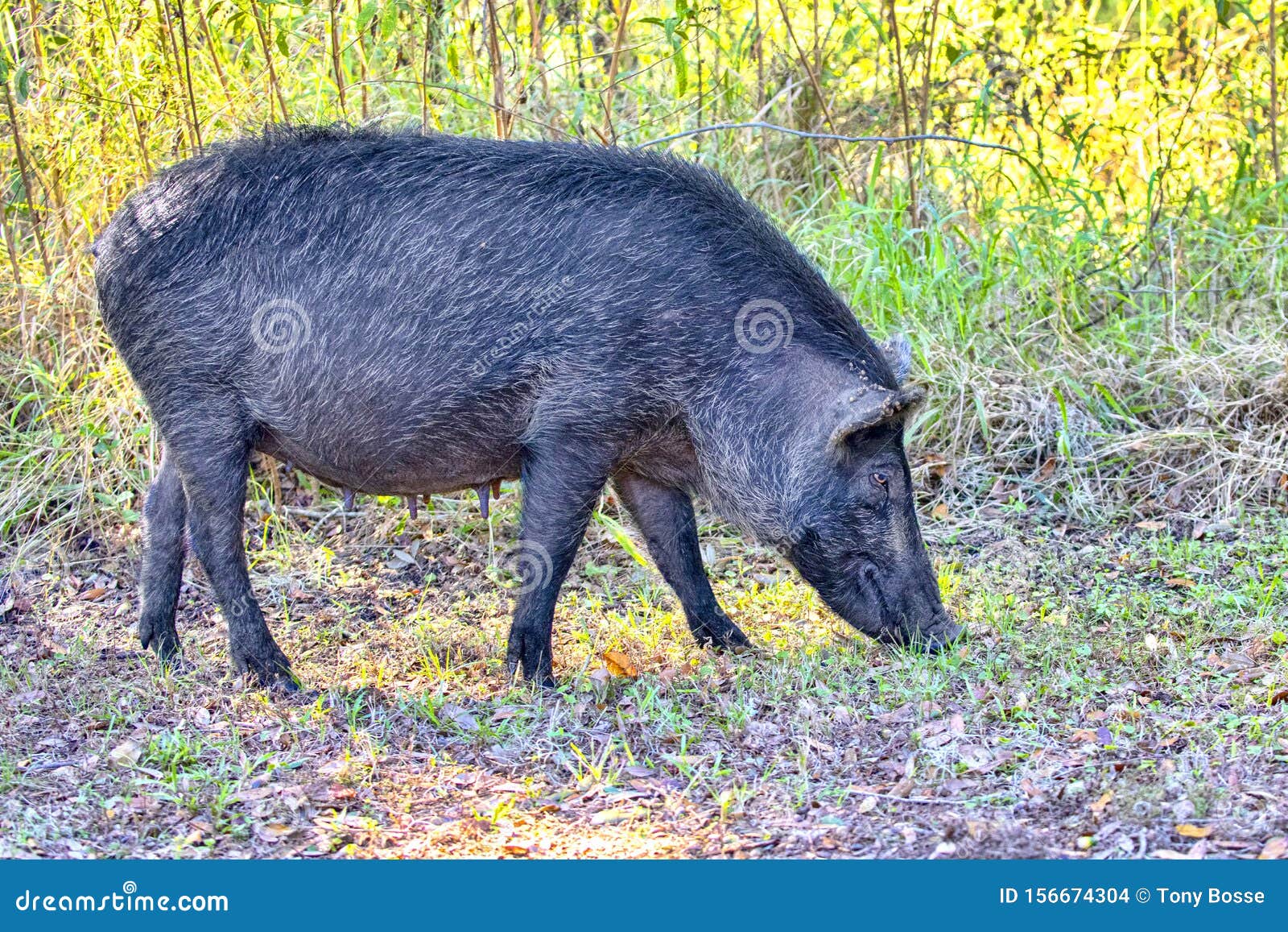 Wild Hog, Boar Walking in the Grass Stock Photo - Image of boar, hunt ...