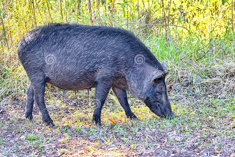 Wild Hog, Boar Walking in the Grass Stock Photo - Image of boar, hunt ...