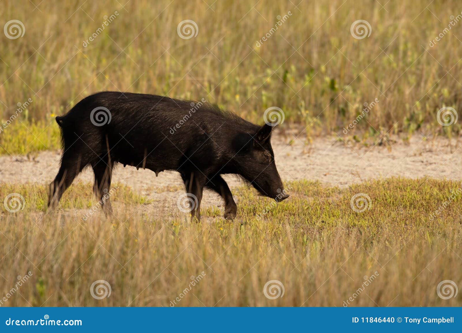 Wild hog in Florida stock photo. Image of field, hogs - 11846440