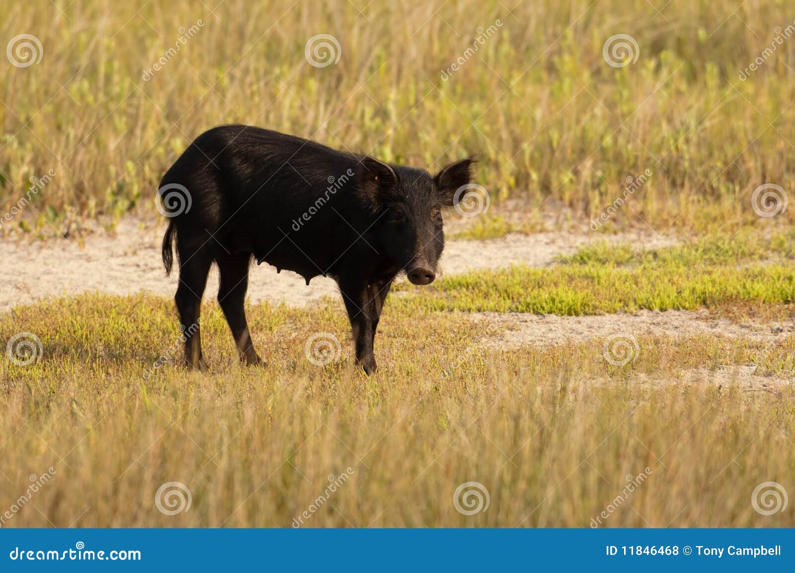 Wild hog in Florida stock photo. Image of animal, wild - 11846468