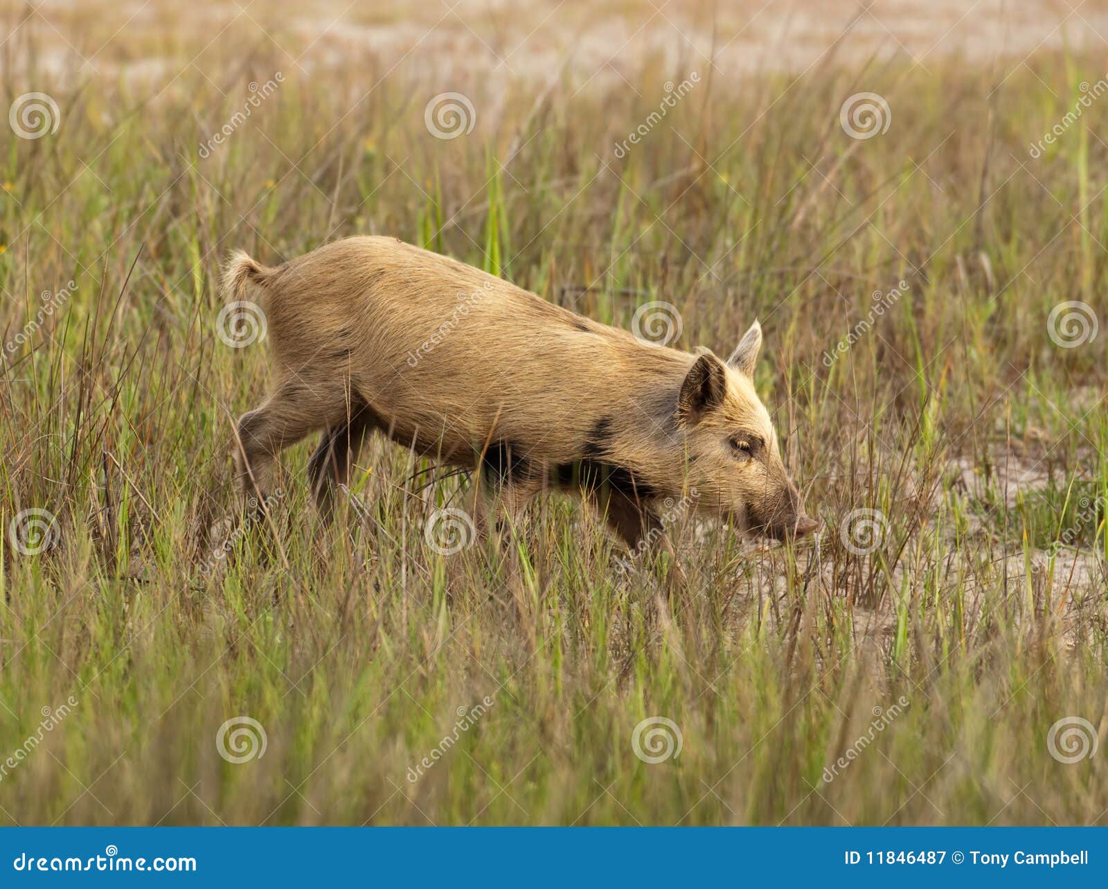 Wild hog in Florida stock image. Image of meadow, boar - 11846487