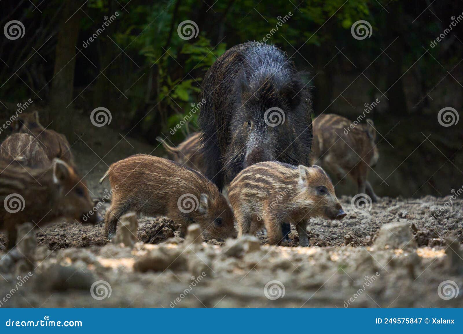 Wild Hog Herd in the Forest Stock Image - Image of suidae, hoofed ...