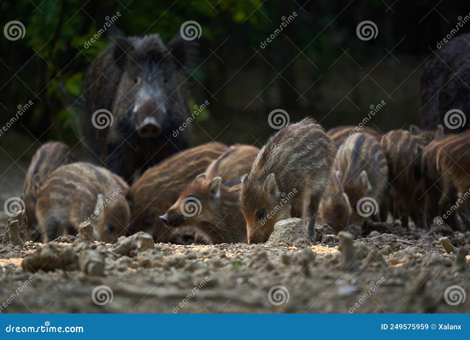 Wild Hog Herd in the Forest Stock Image - Image of hoofed, dangerous ...