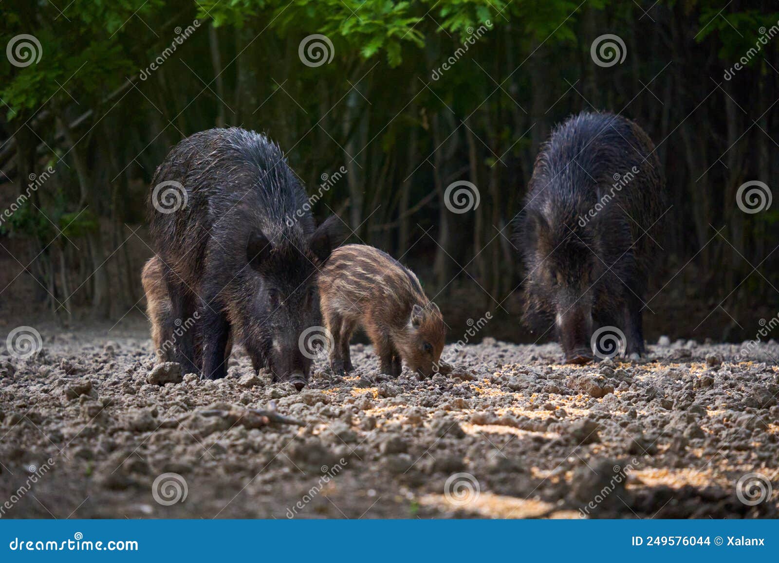 Wild Hog Herd in the Forest Stock Photo - Image of mammal, generations ...