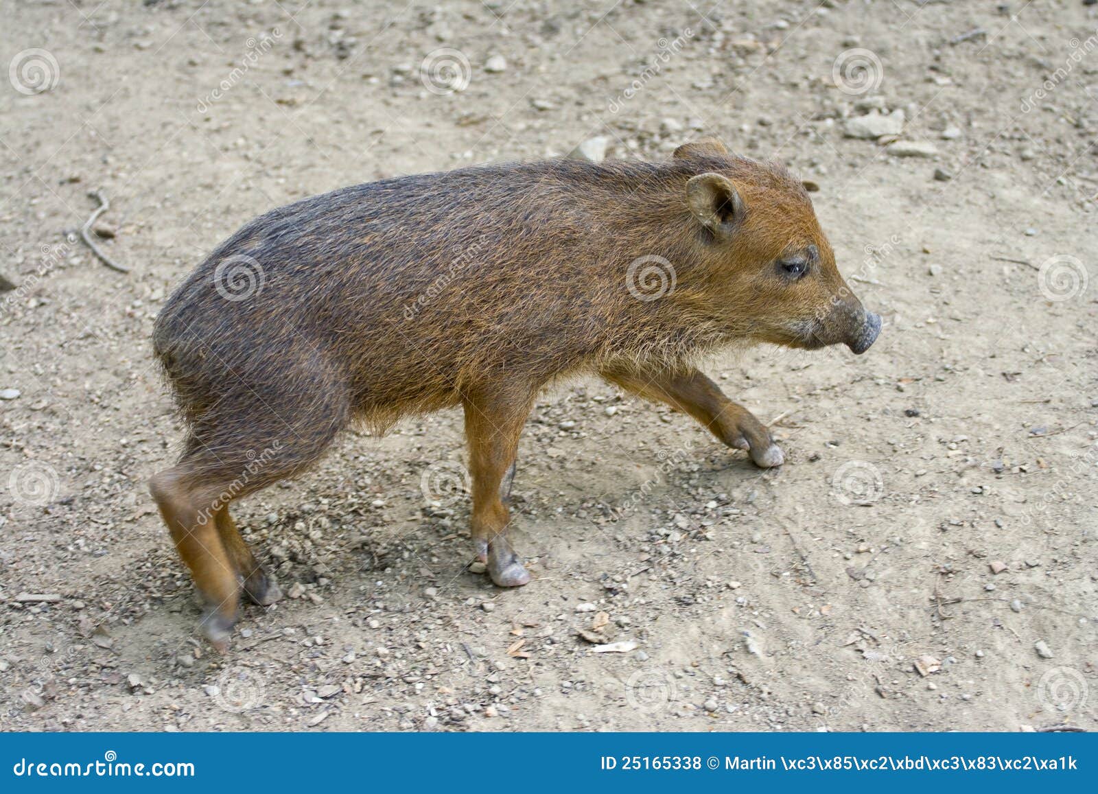 Wild hog piglet stock photo. Image of wild, sniff, hair - 25165338