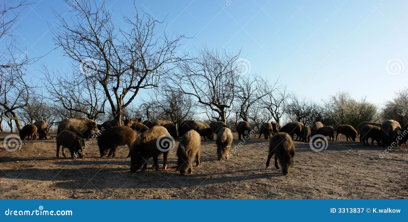 Wild hogs stock image. Image of village, farm, wild, animals - 3313837