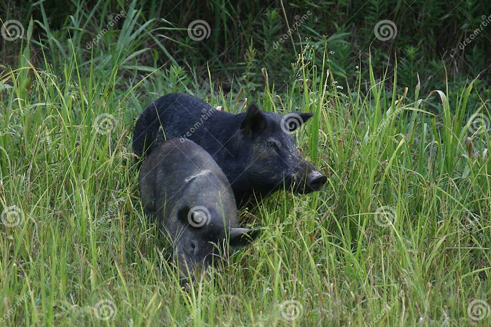 Wild Hogs stock image. Image of nature, razorback, grass - 981917