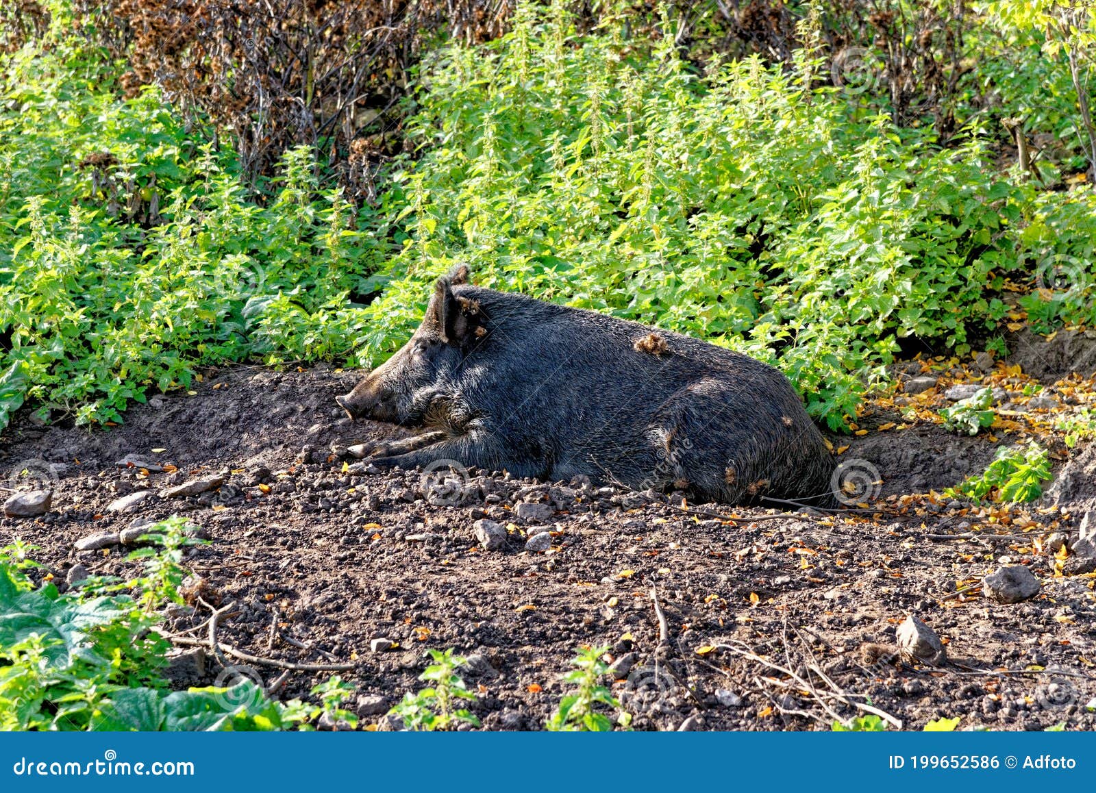 Wild hogs in the forest stock photo. Image of european - 199652586