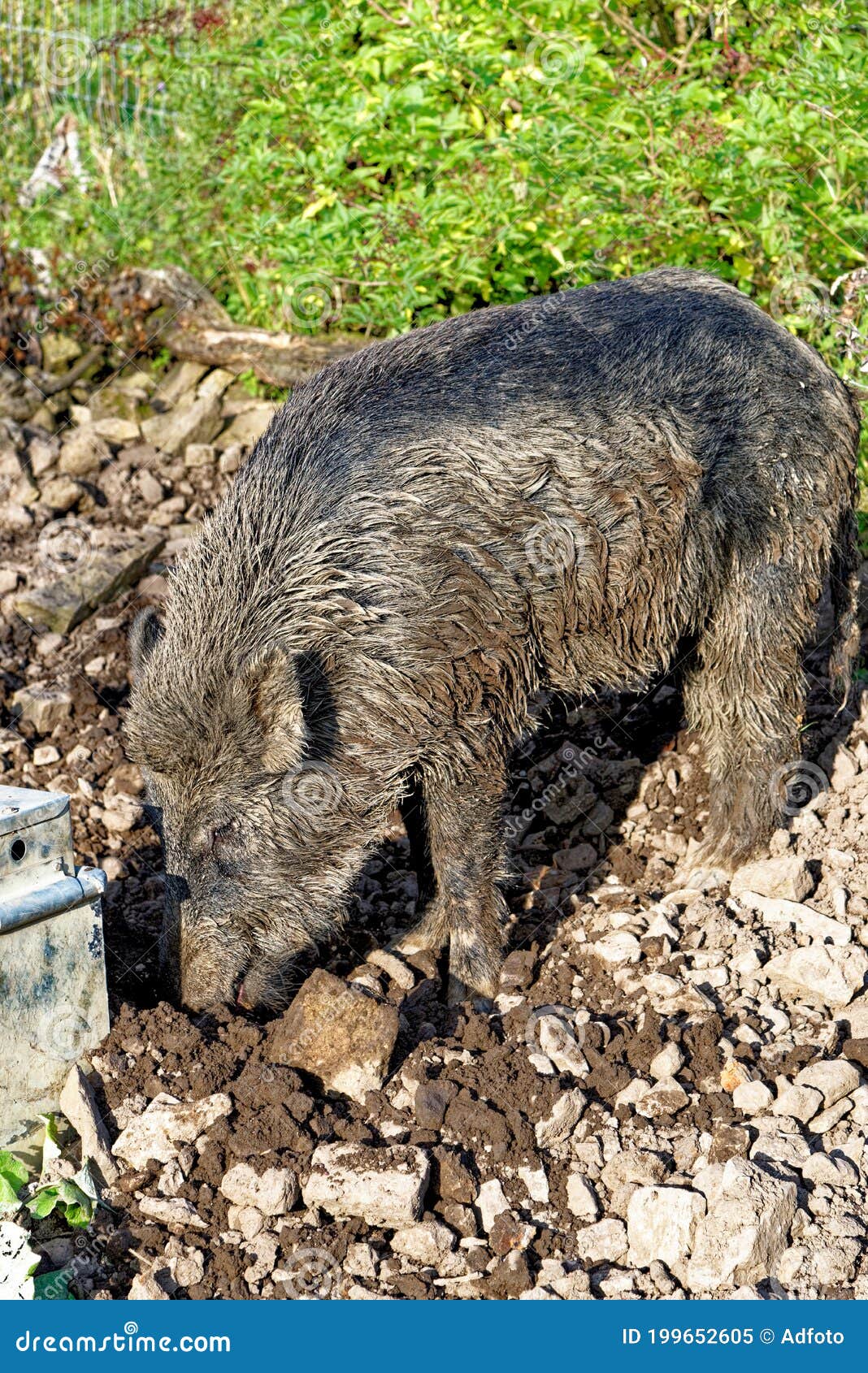 Wild hogs in the forest stock image. Image of large - 199652605