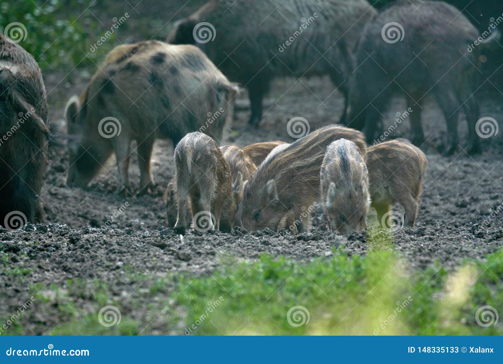 Wild hogs in the forest stock image. Image of generations - 148335133