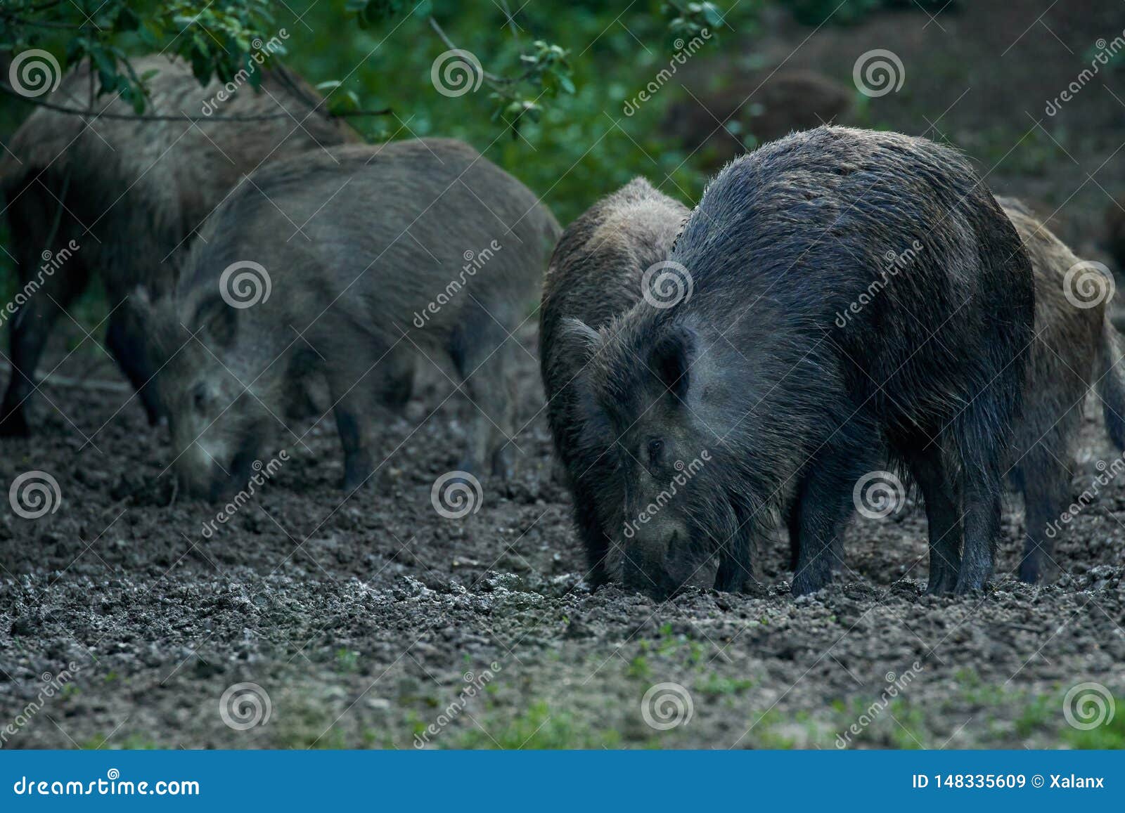 Wild hogs in the forest stock image. Image of feeding - 148335609