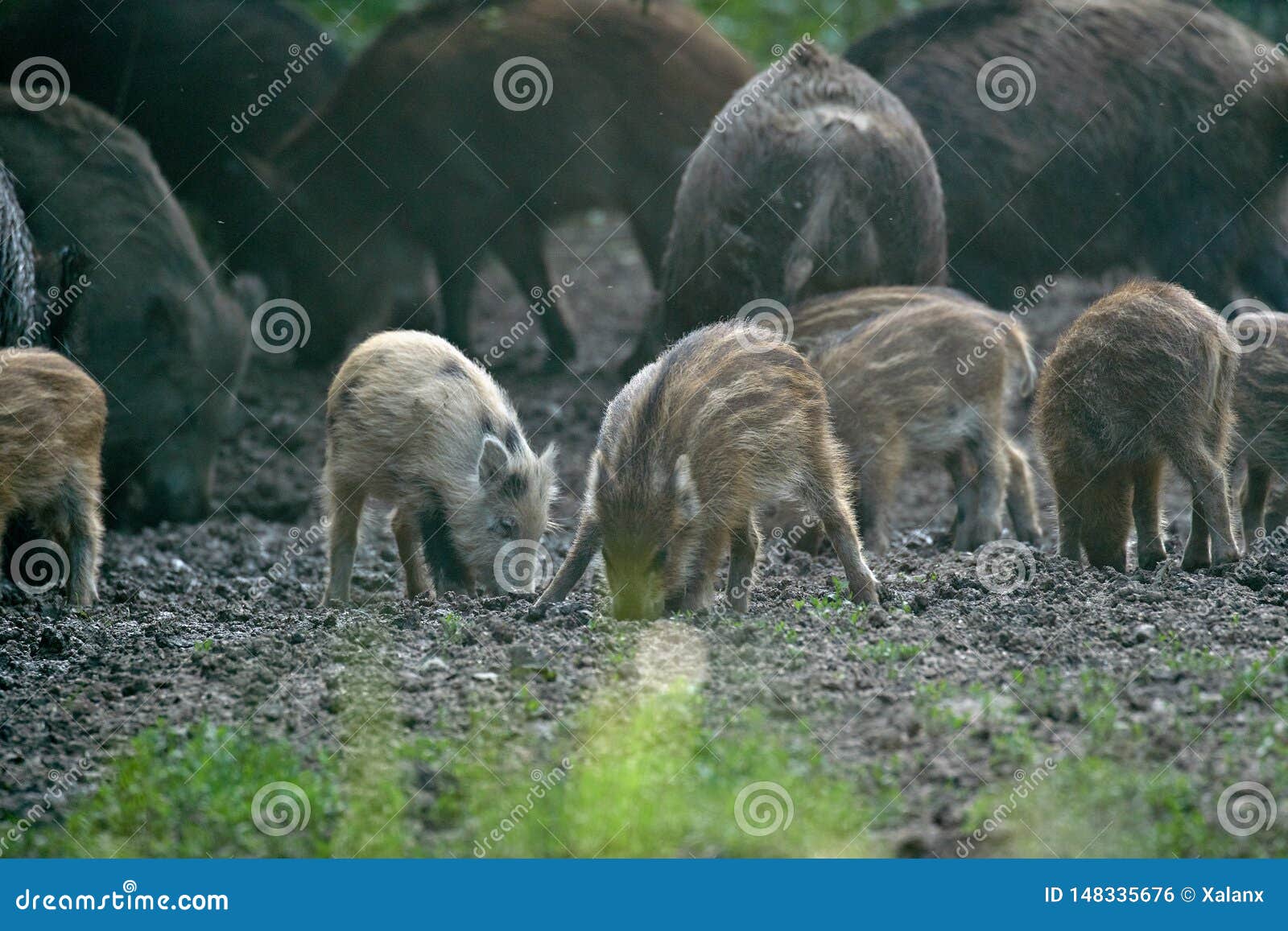 Wild hogs in the forest stock photo. Image of omnivores - 148335676