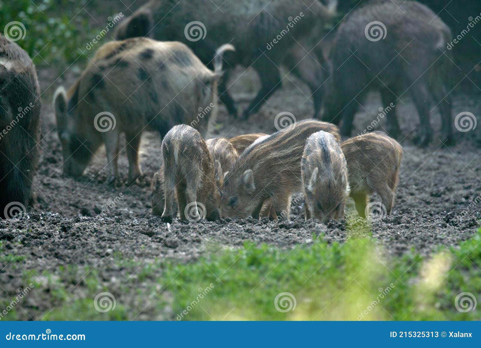 Wild Hogs Rooting in the Forest Stock Image - Image of baby, feral ...