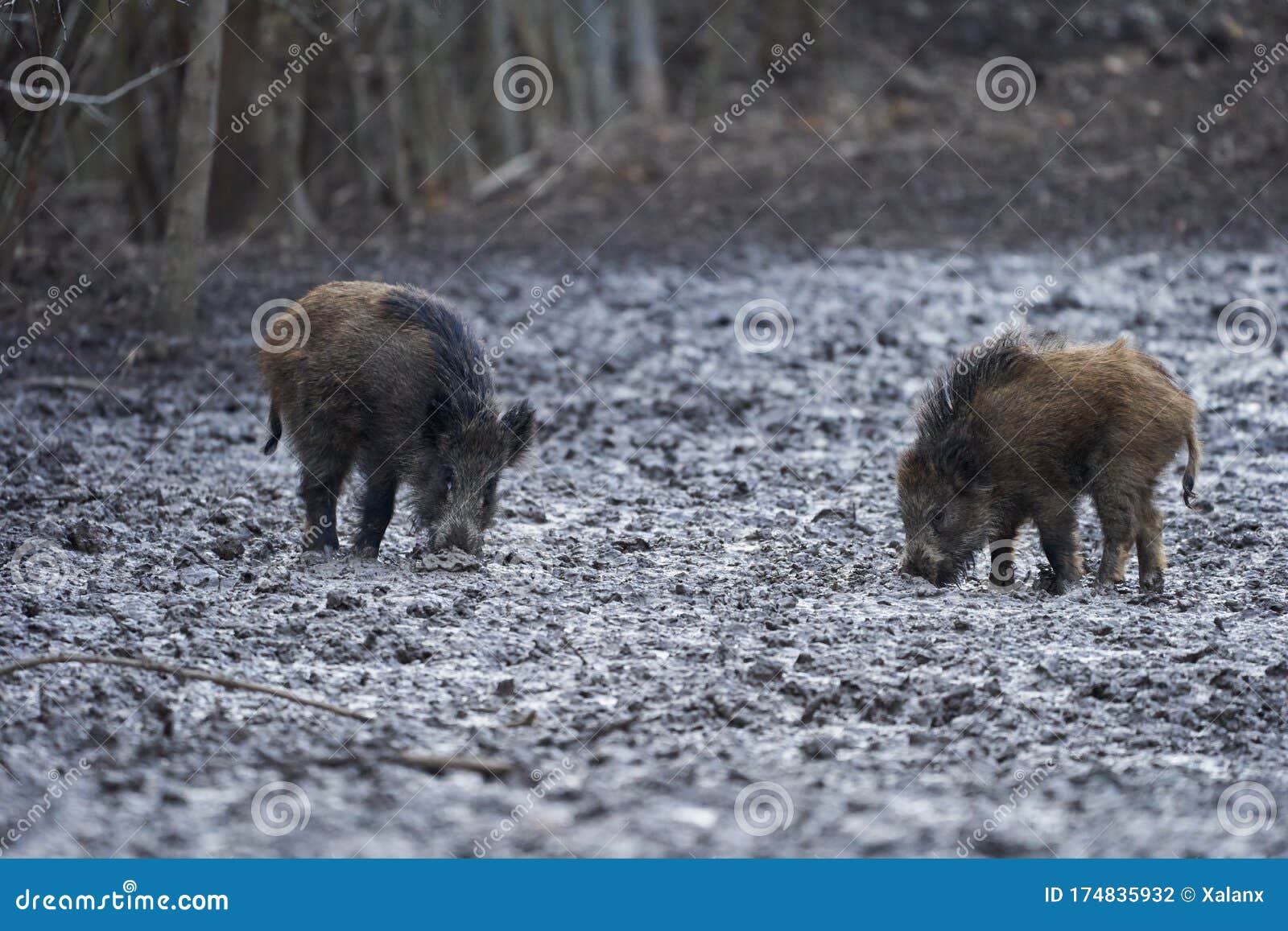 Wild Hogs Rooting in the Mud Stock Photo - Image of pest, boar: 174835932