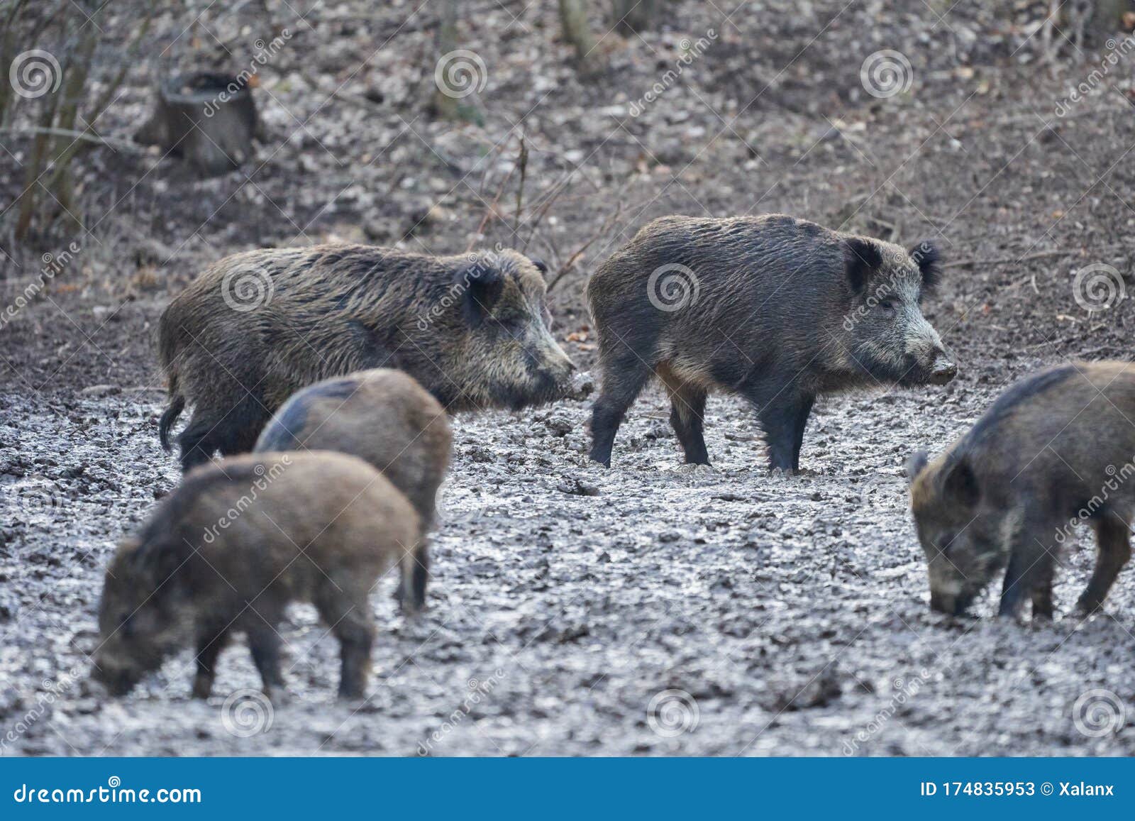 Wild Hogs Rooting in the Mud Stock Image - Image of mammal, damage ...