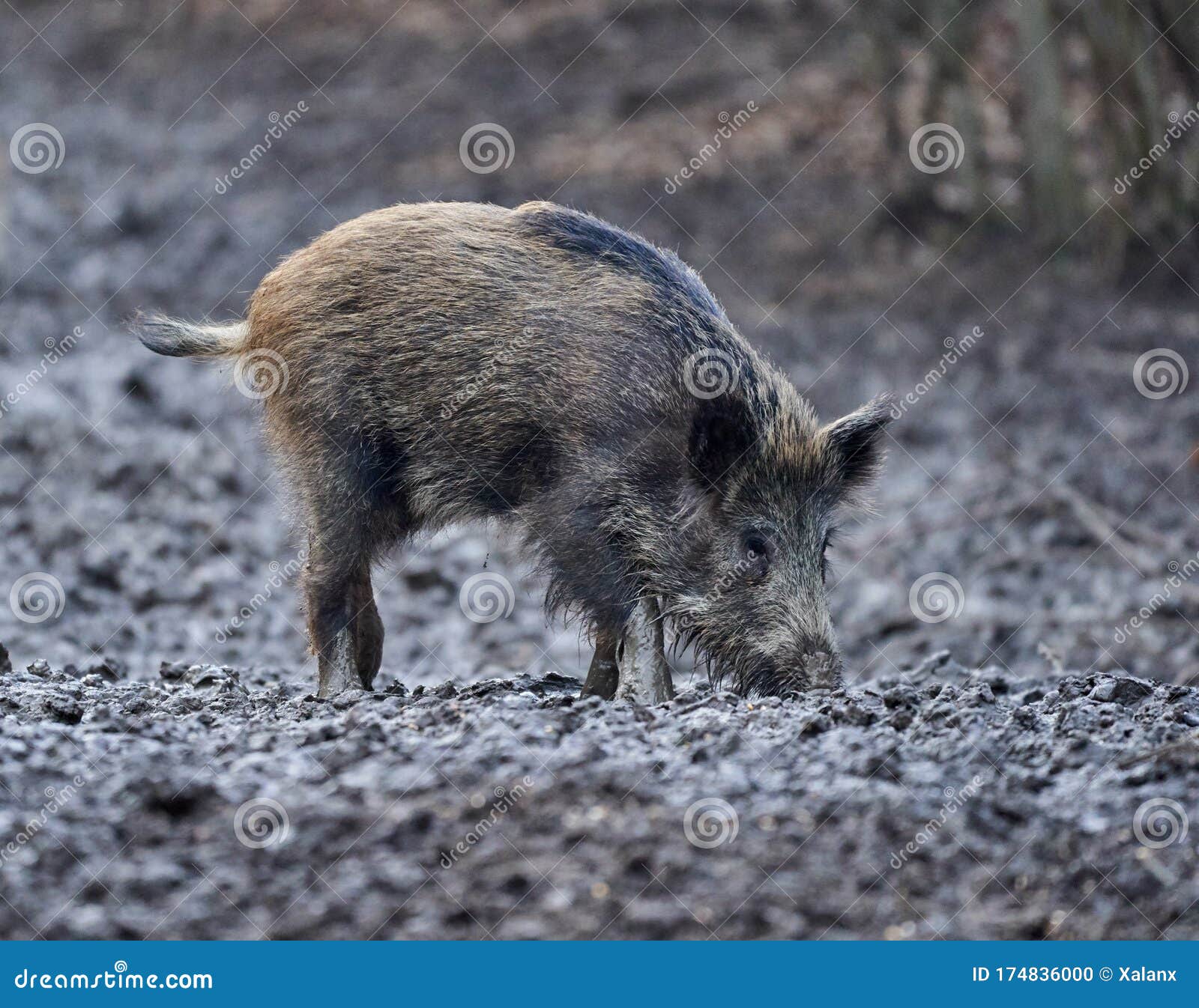 Wild Hogs Rooting in the Mud Stock Photo - Image of rooting, hunt ...