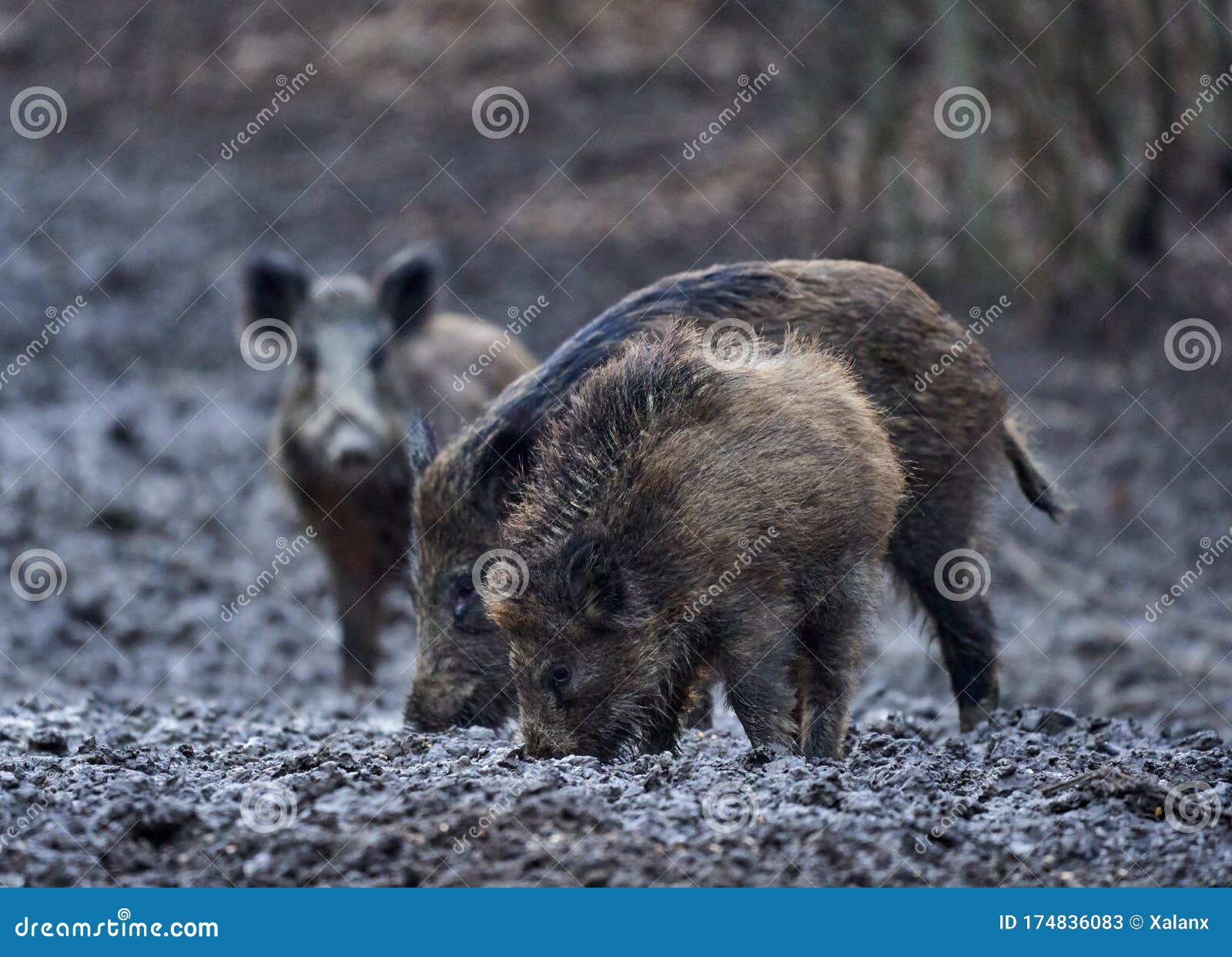 Wild Hogs Rooting in the Mud Stock Image - Image of boar, rooting ...