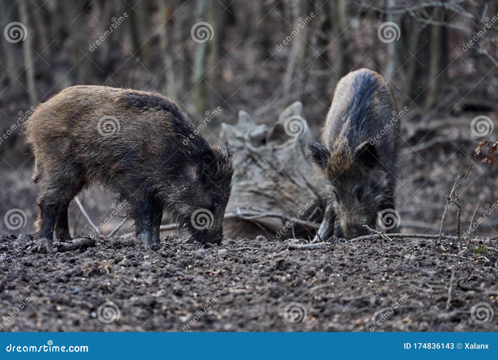 Wild Hogs Rooting in the Mud Stock Image - Image of female, damage ...