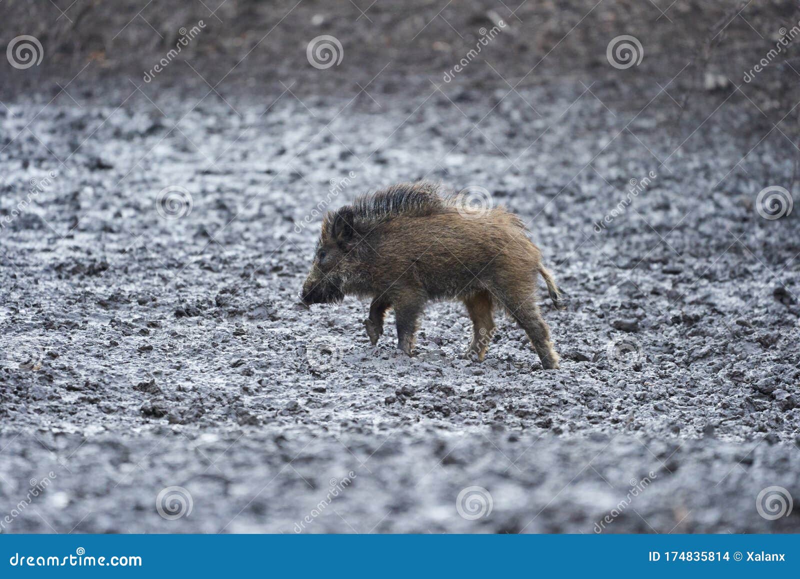 Wild Hogs Rooting in the Mud Stock Photo - Image of hunt, mammal: 174835814