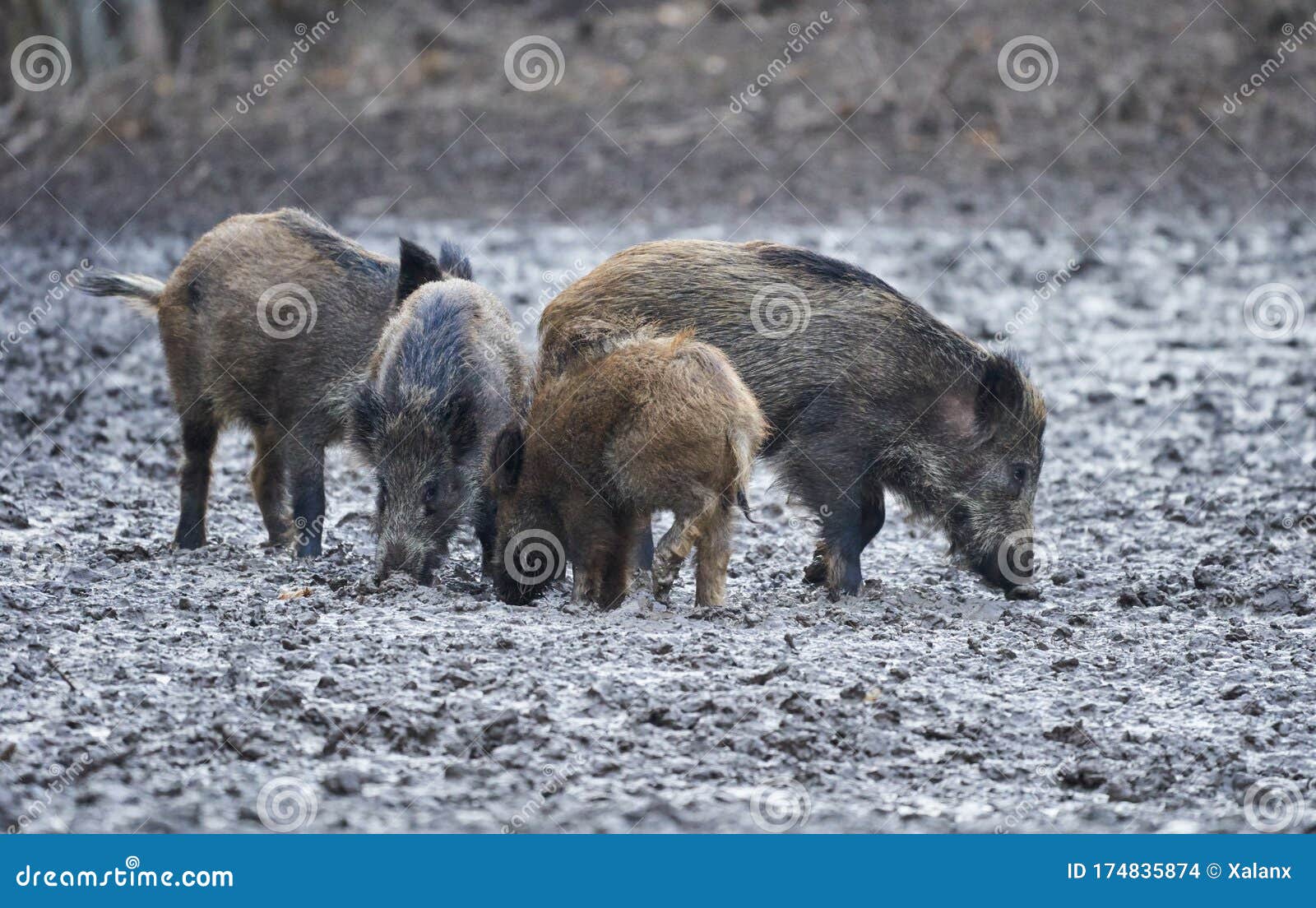 Wild Hogs Rooting in the Mud Stock Photo - Image of scrofa, damage ...