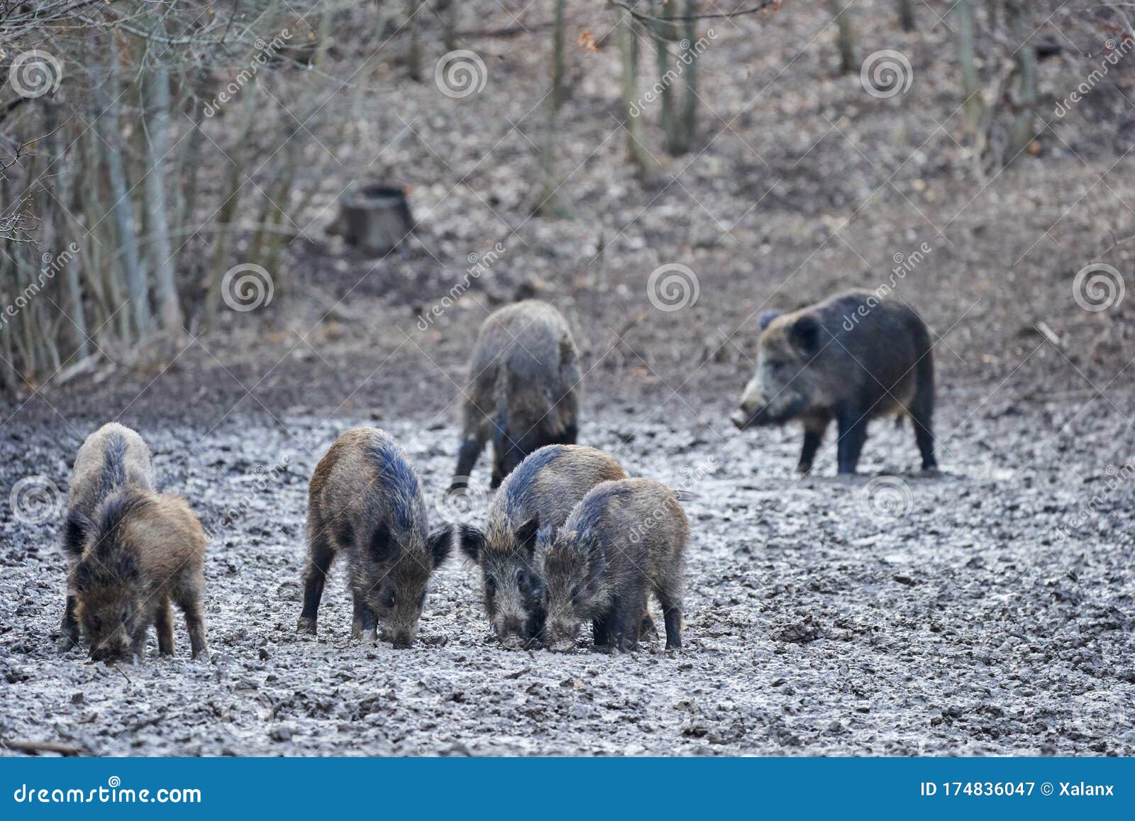 Wild Hogs Rooting in the Mud Stock Image - Image of digging, feral ...