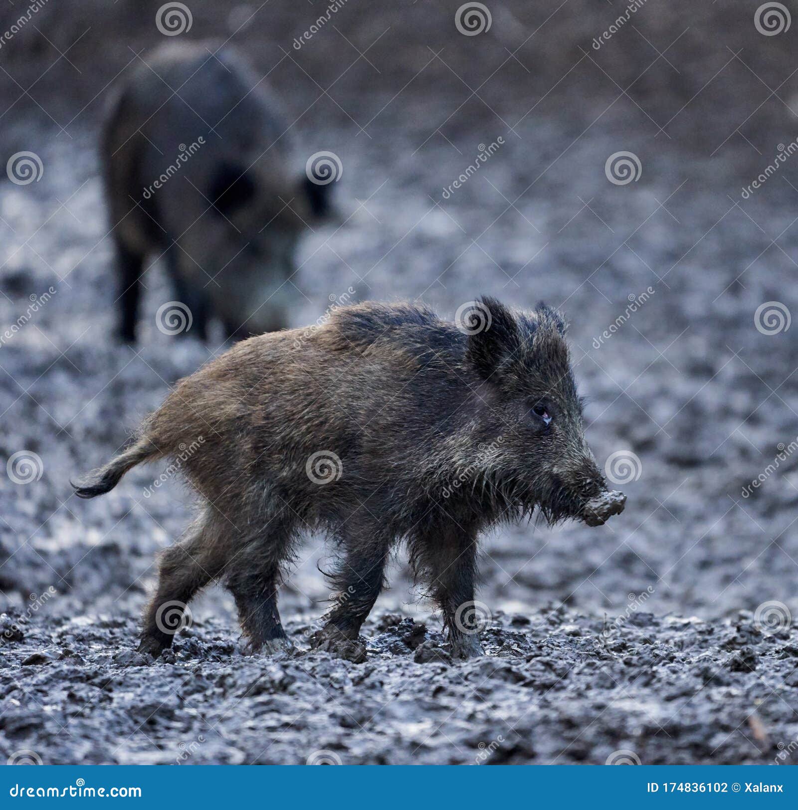 Wild Hogs Rooting in the Mud Stock Photo - Image of hairy, family ...