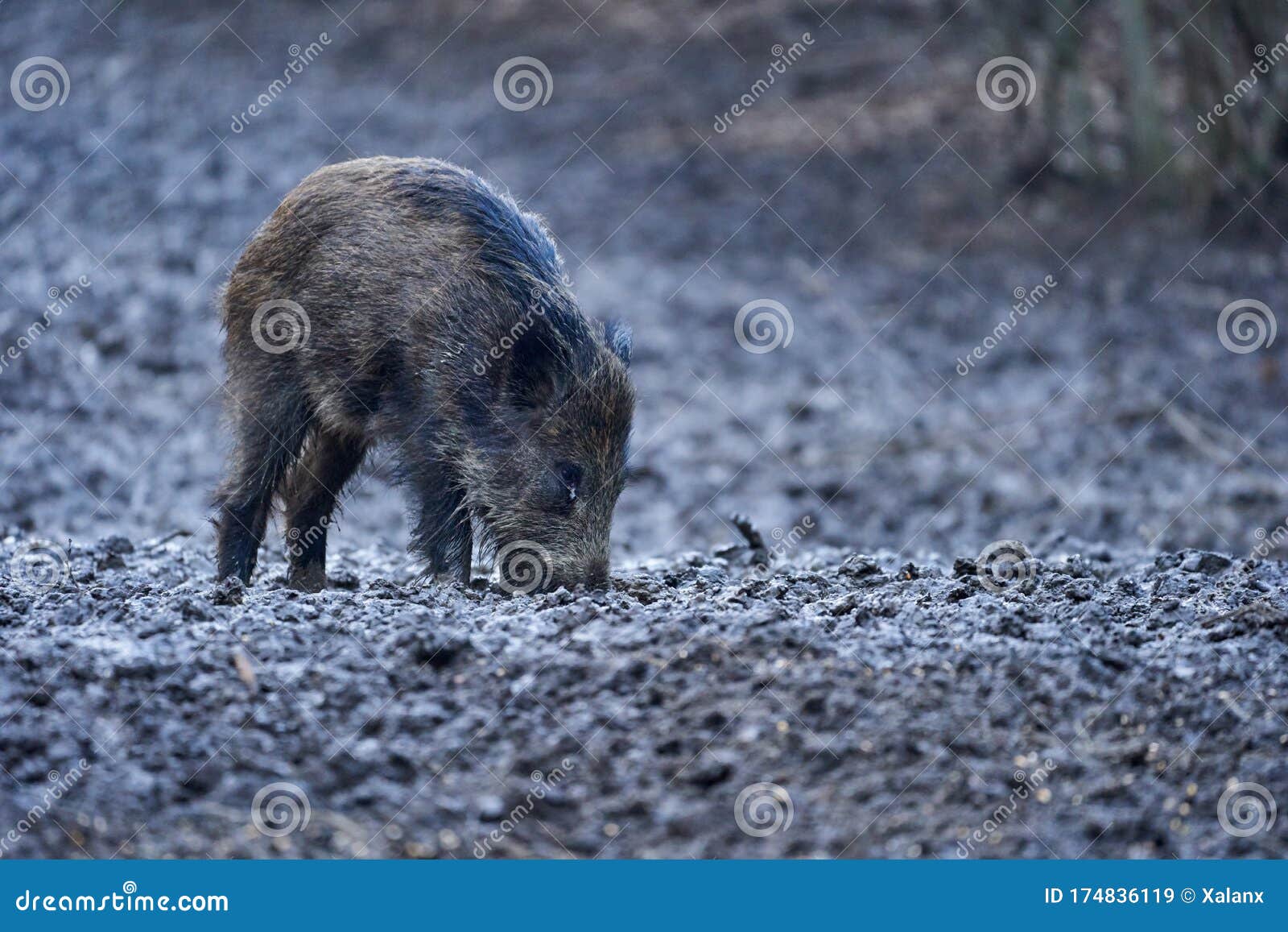 Wild Hogs Rooting in the Mud Stock Image - Image of damage, digging ...