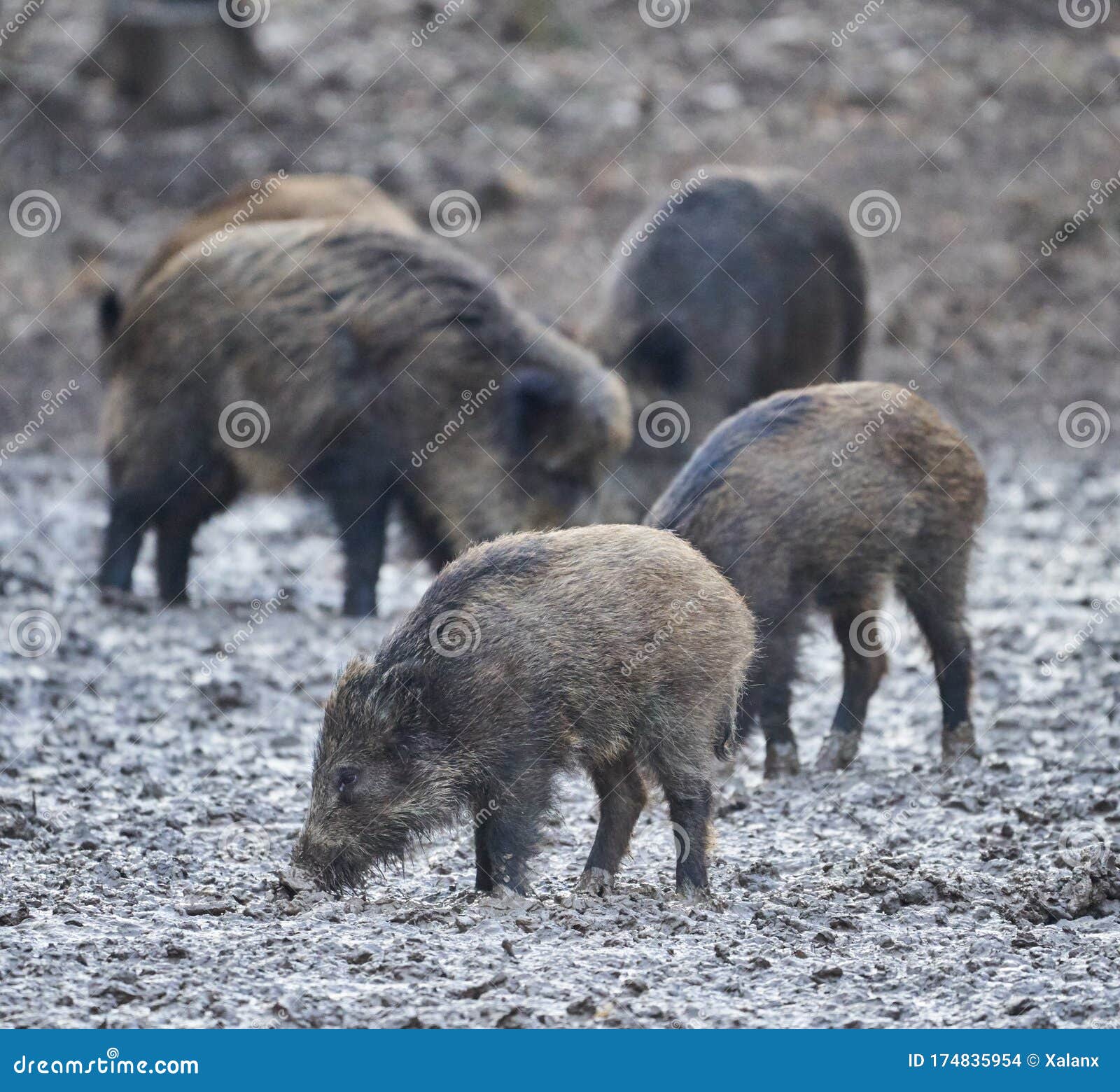 Wild Hogs Rooting in the Mud Stock Photo - Image of evening, dangerous ...