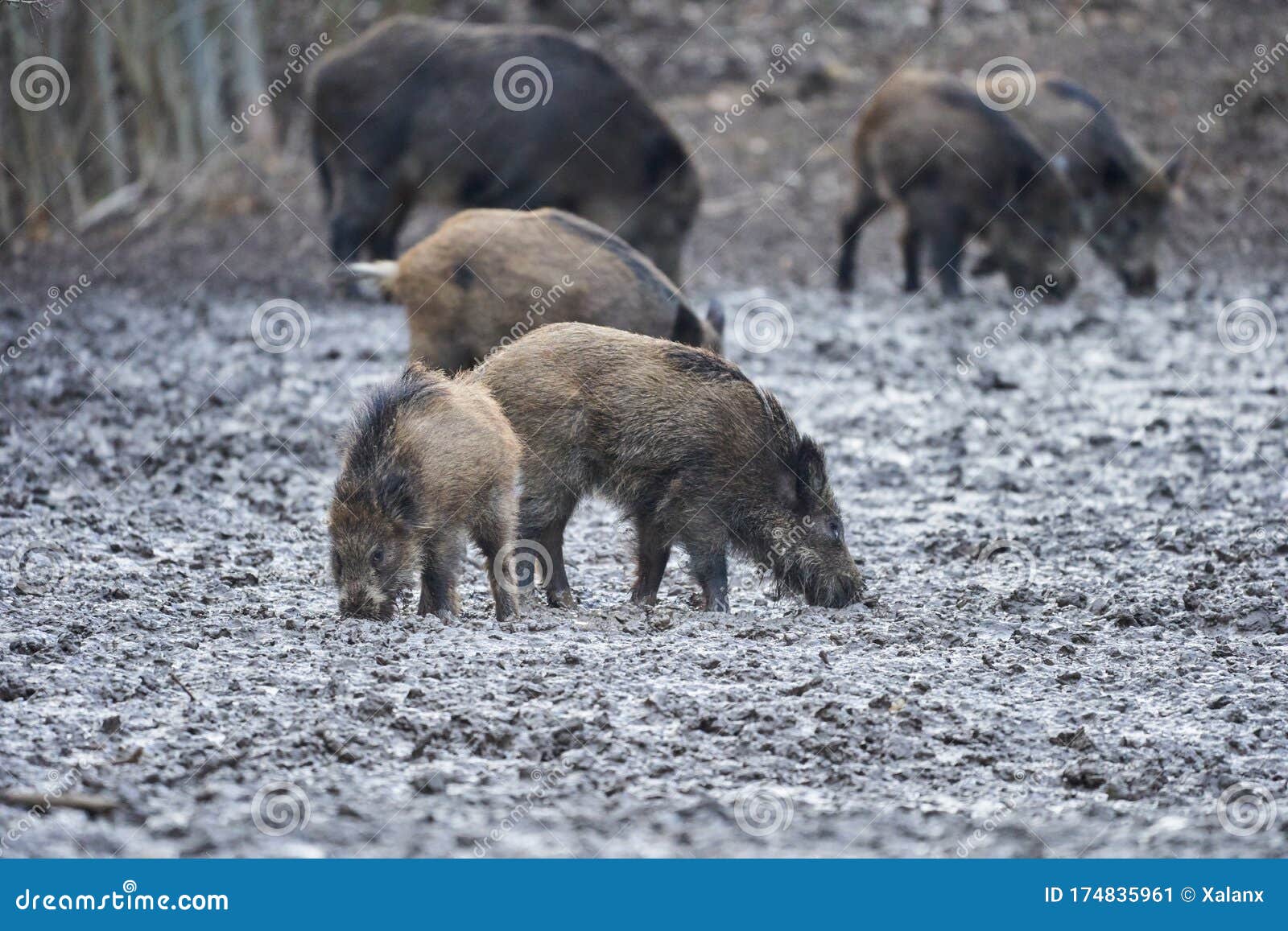 Wild Hogs Rooting in the Mud Stock Image - Image of dirty, outdoor ...