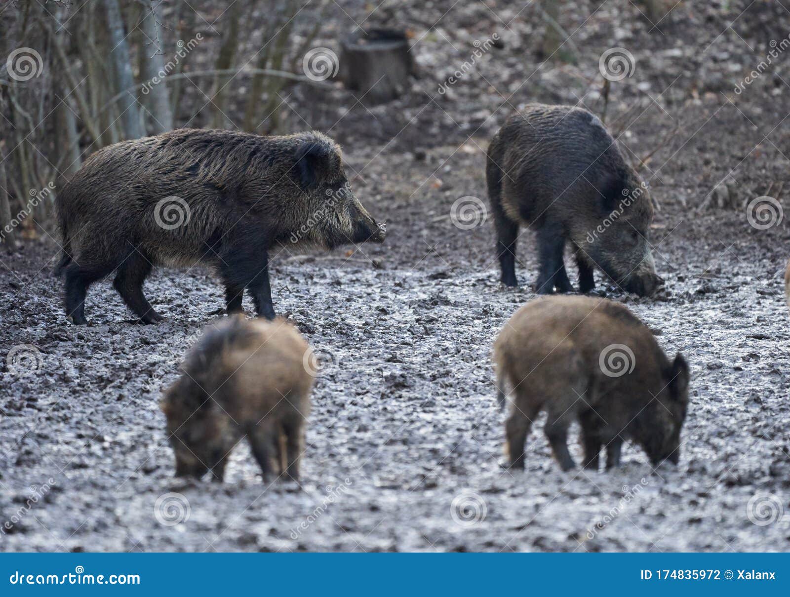 Wild Hogs Rooting in the Mud Stock Photo - Image of animal, evening ...