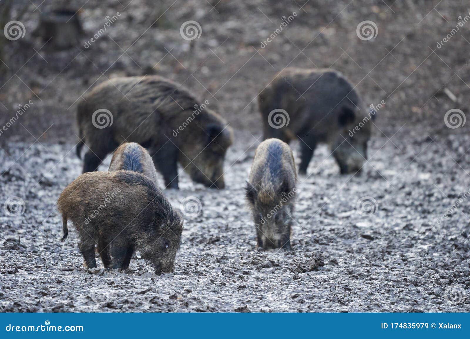 Wild Hogs Rooting in the Mud Stock Image - Image of omnivores, dirt ...