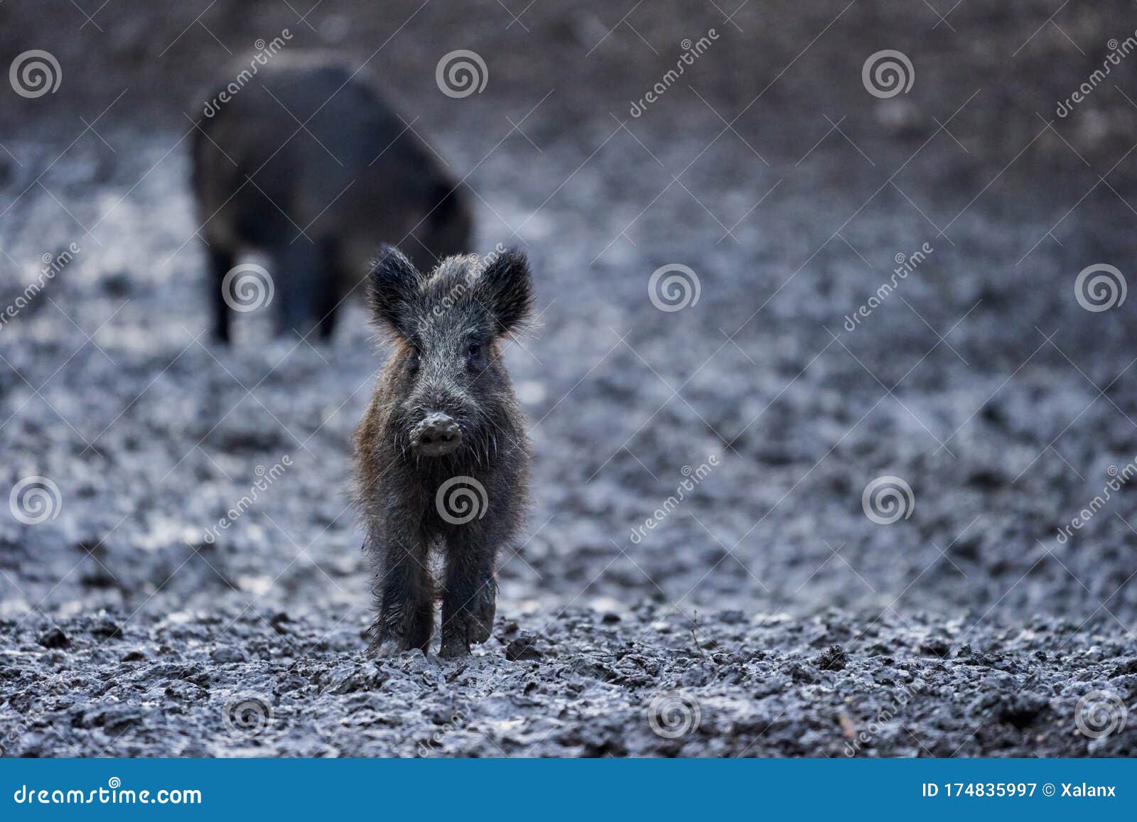 Wild Hogs Rooting in the Mud Stock Image - Image of hunt, dusk: 174835997
