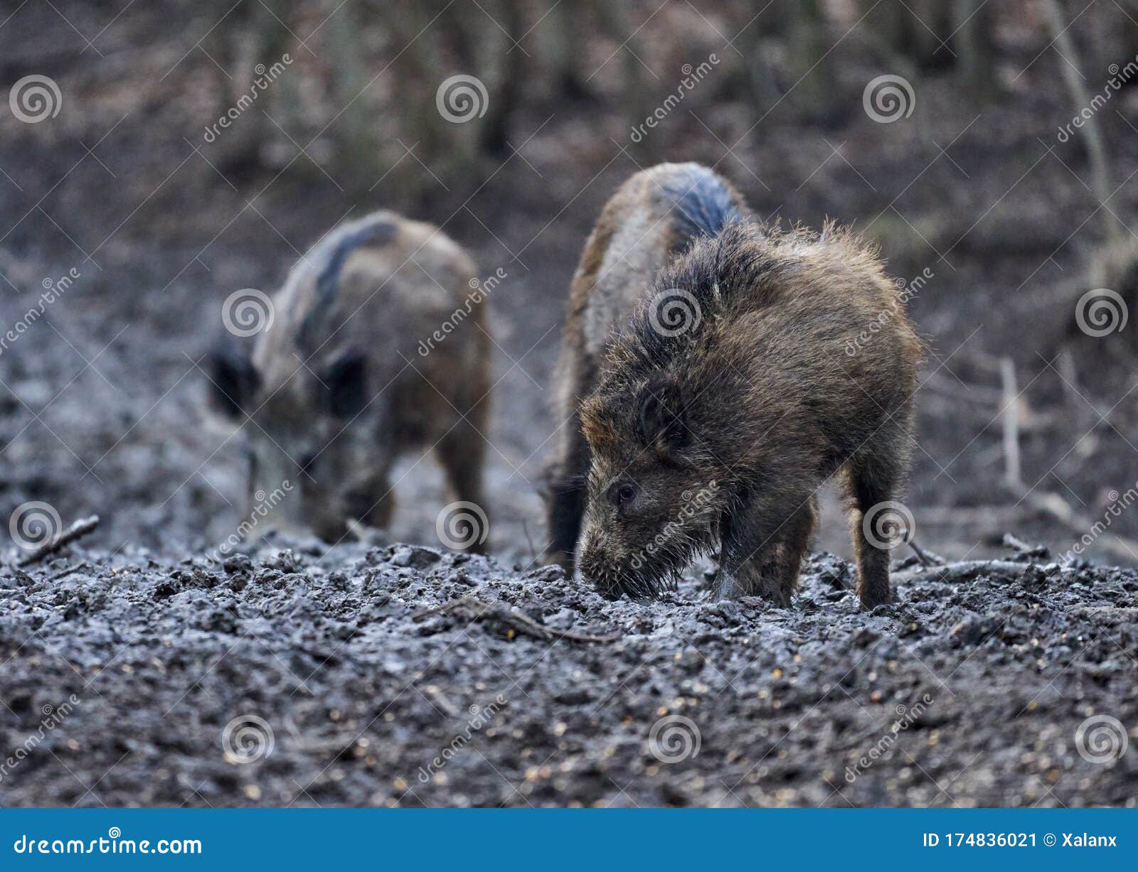 Wild Hogs Rooting in the Mud Stock Image - Image of nature, feeding ...