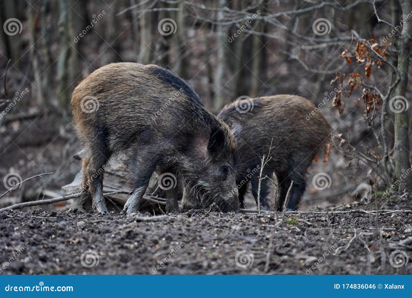 Wild Hogs Rooting in the Mud Stock Photo - Image of feeding, hairy ...